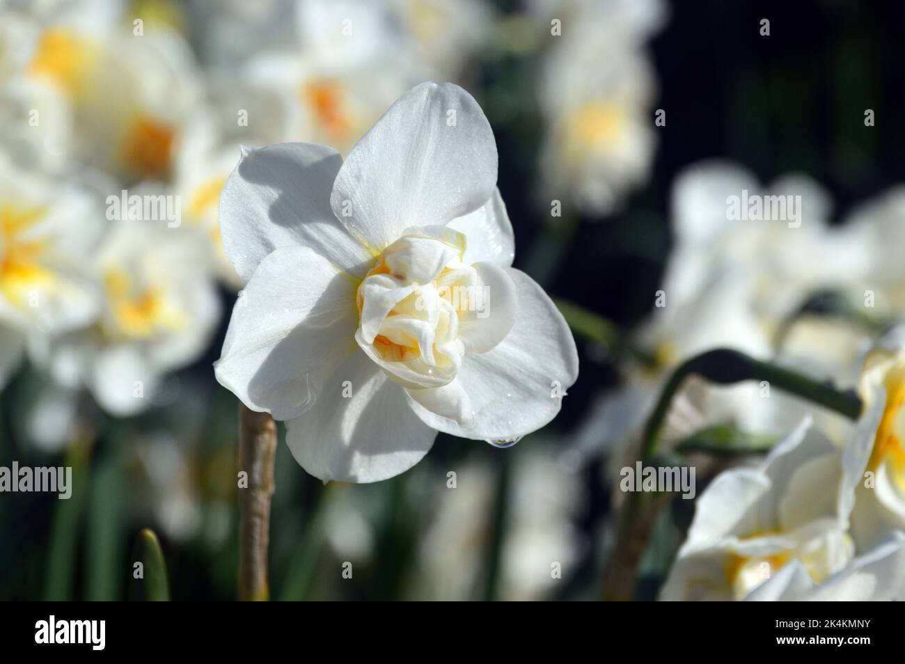 Double daffodil hi-res stock photography and images - Alamy