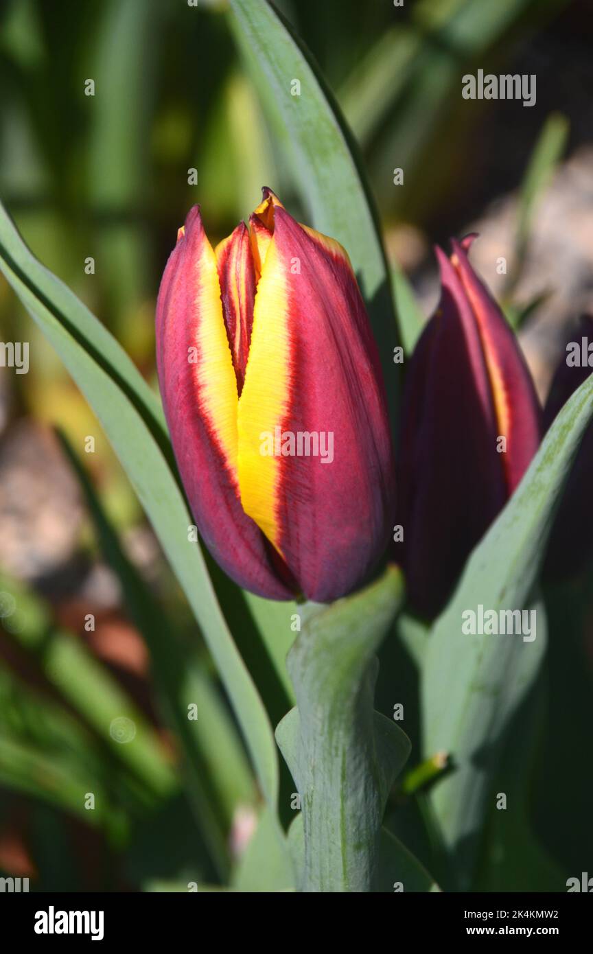 Closed Red/Yellow Tulipa Muvota (Slawa) Tulip Flowers grown at RHS ...