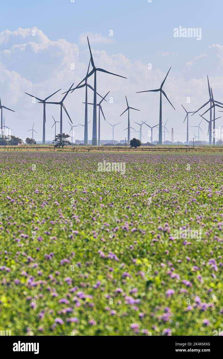 Wind park in northern Germany. High quality photo Stock Photo - Alamy