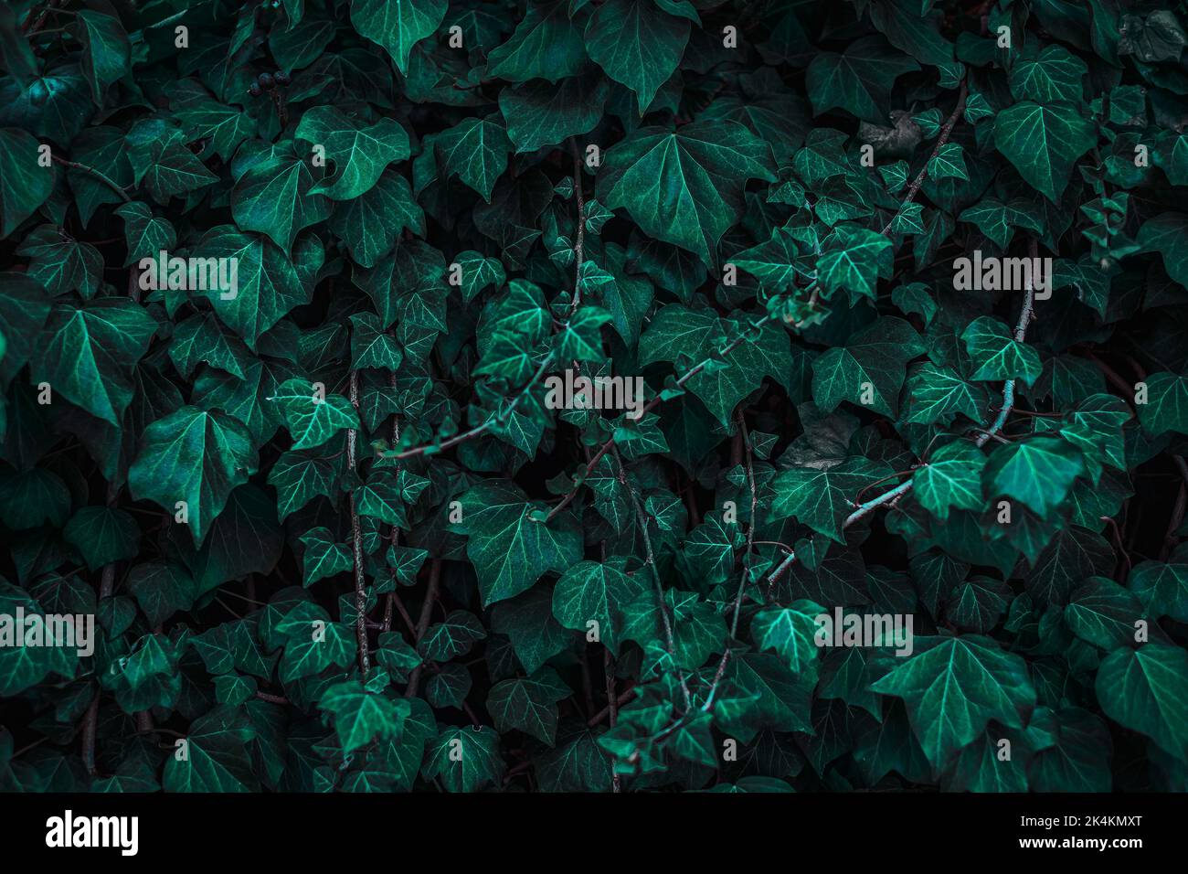 Dark green leaves pattern background, Natural backgroun, wallpaper ...