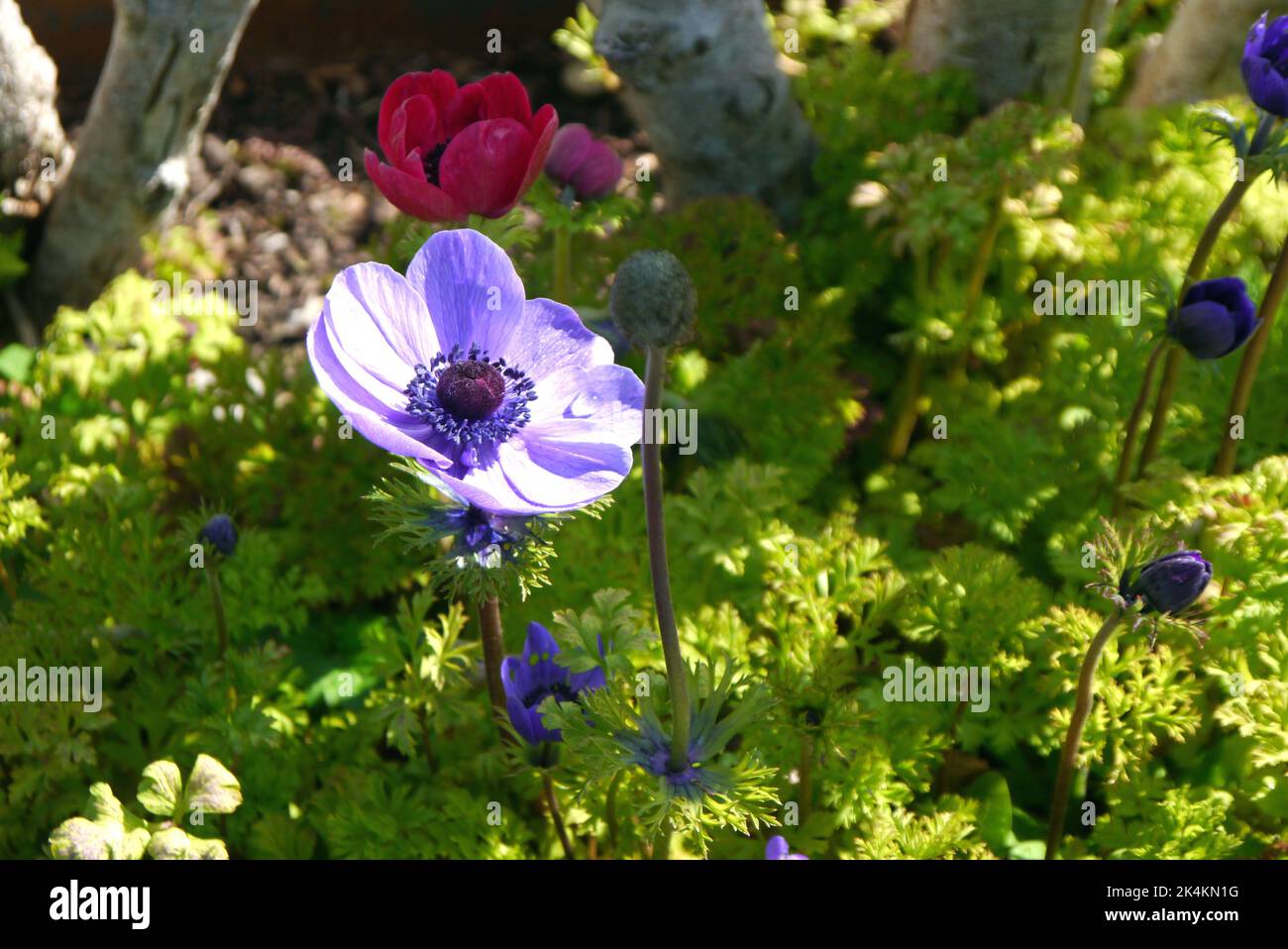 Single Lilic/Mauve Anemone Coronaria from 'De Caen Group Mix' (Poppy ...