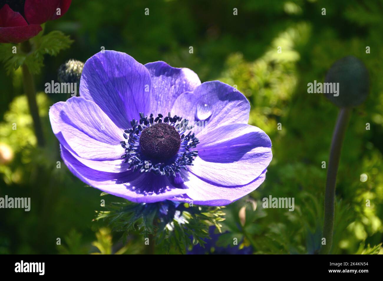 Single Lilic/Mauve Anemone Coronaria from 'De Caen Group Mix' (Poppy ...