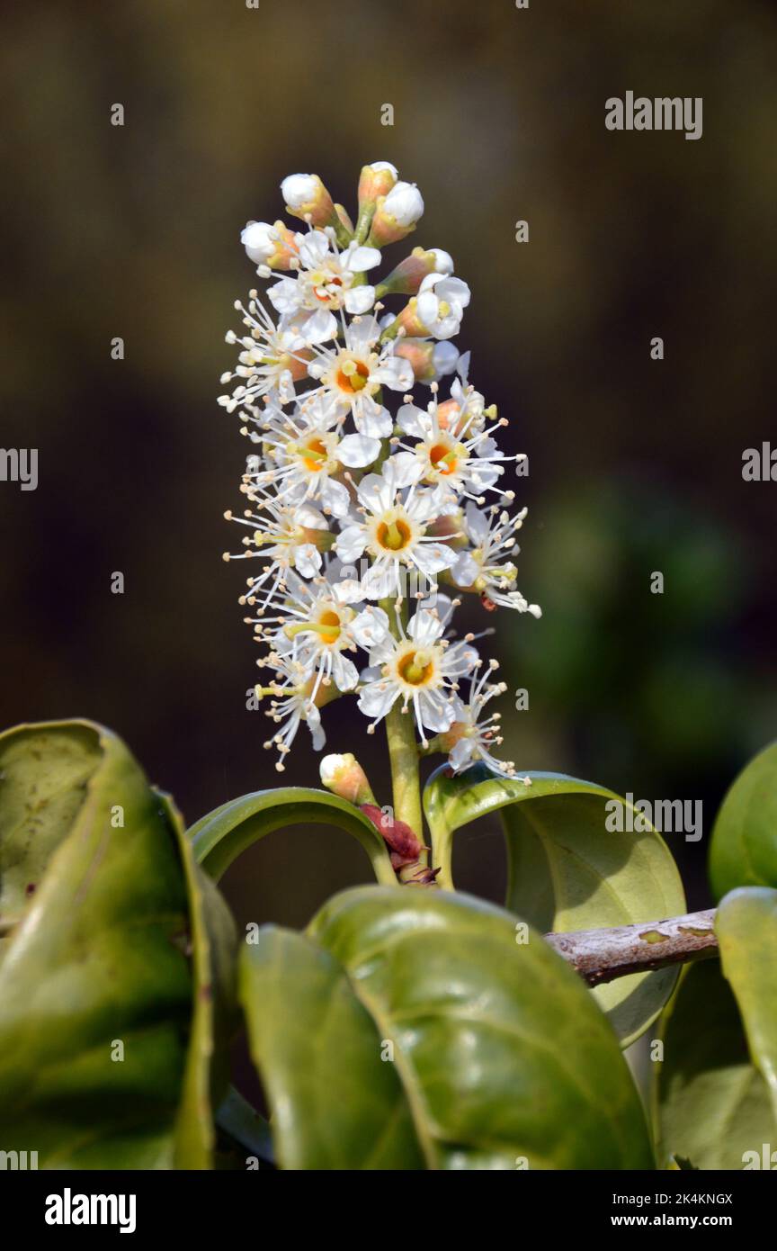 Single White Prunus Laurocerasus 'Cherry Laurel' Flowers grown at RHS ...