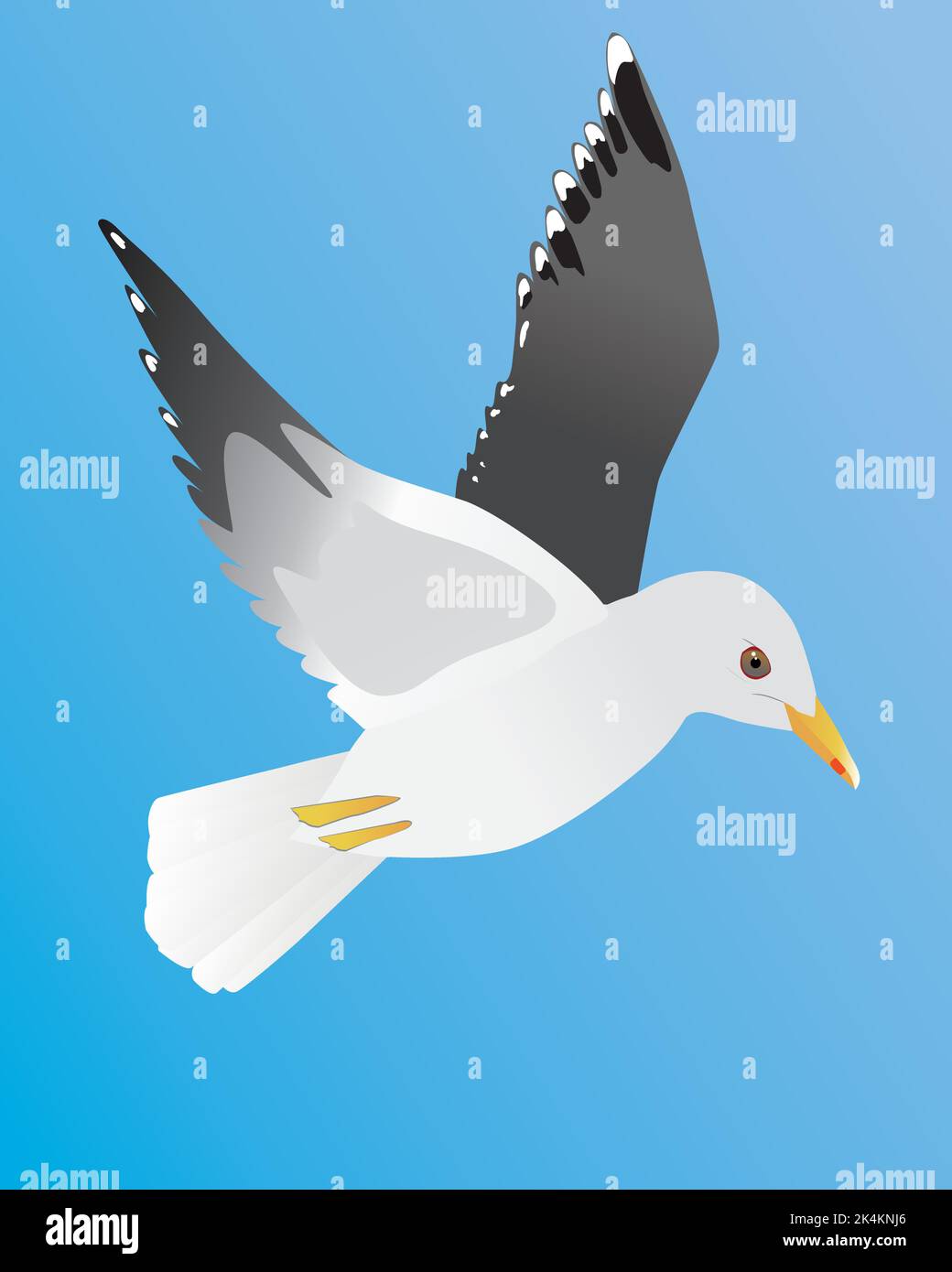 A vector illustration of a lesser black backed gull. The bird is flying ...