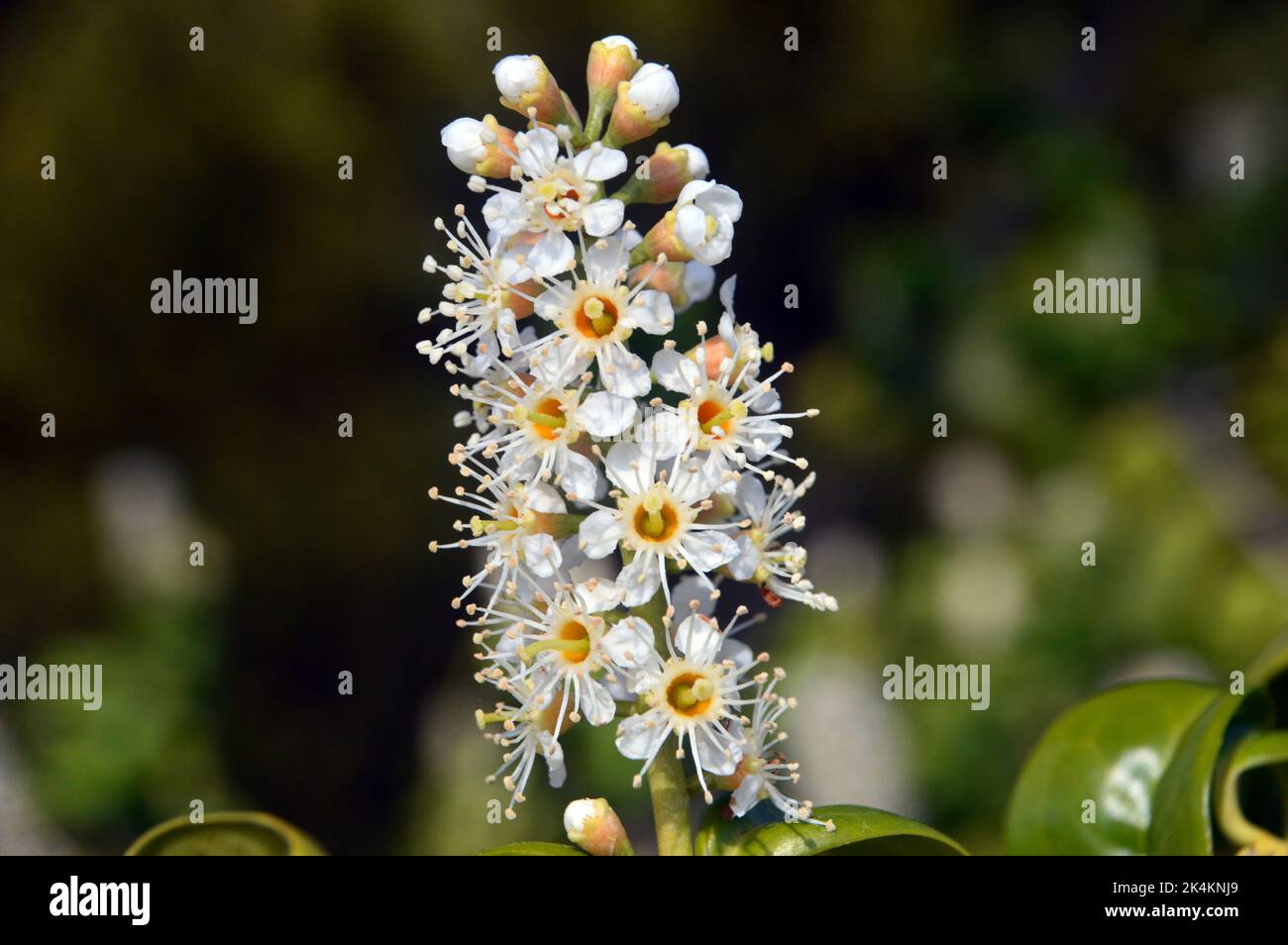 Single White Prunus Laurocerasus 'Cherry Laurel' Flowers grown at RHS ...