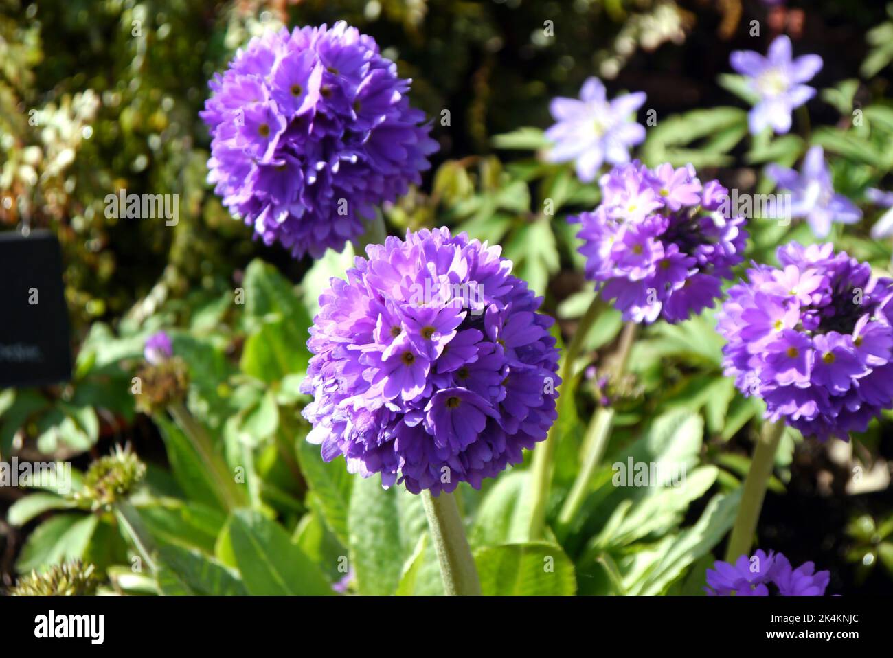 Purple Primula Denticulata 'Drumstick Primula' (Primrose) Flowers grown ...