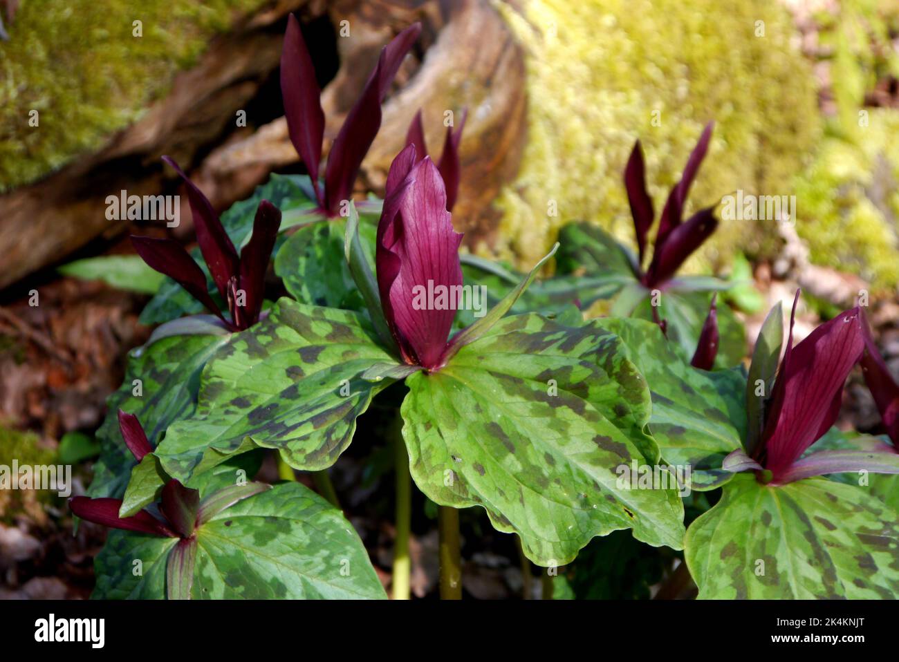 Burgundy Coloured Trillium Chloropetalum 'Giant Trillium' Flowers grown ...