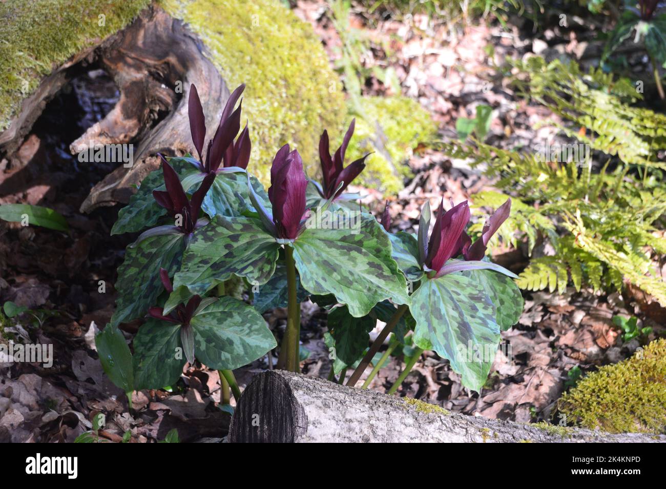 Burgundy Coloured Trillium Chloropetalum 'Giant Trillium' Flowers grown ...
