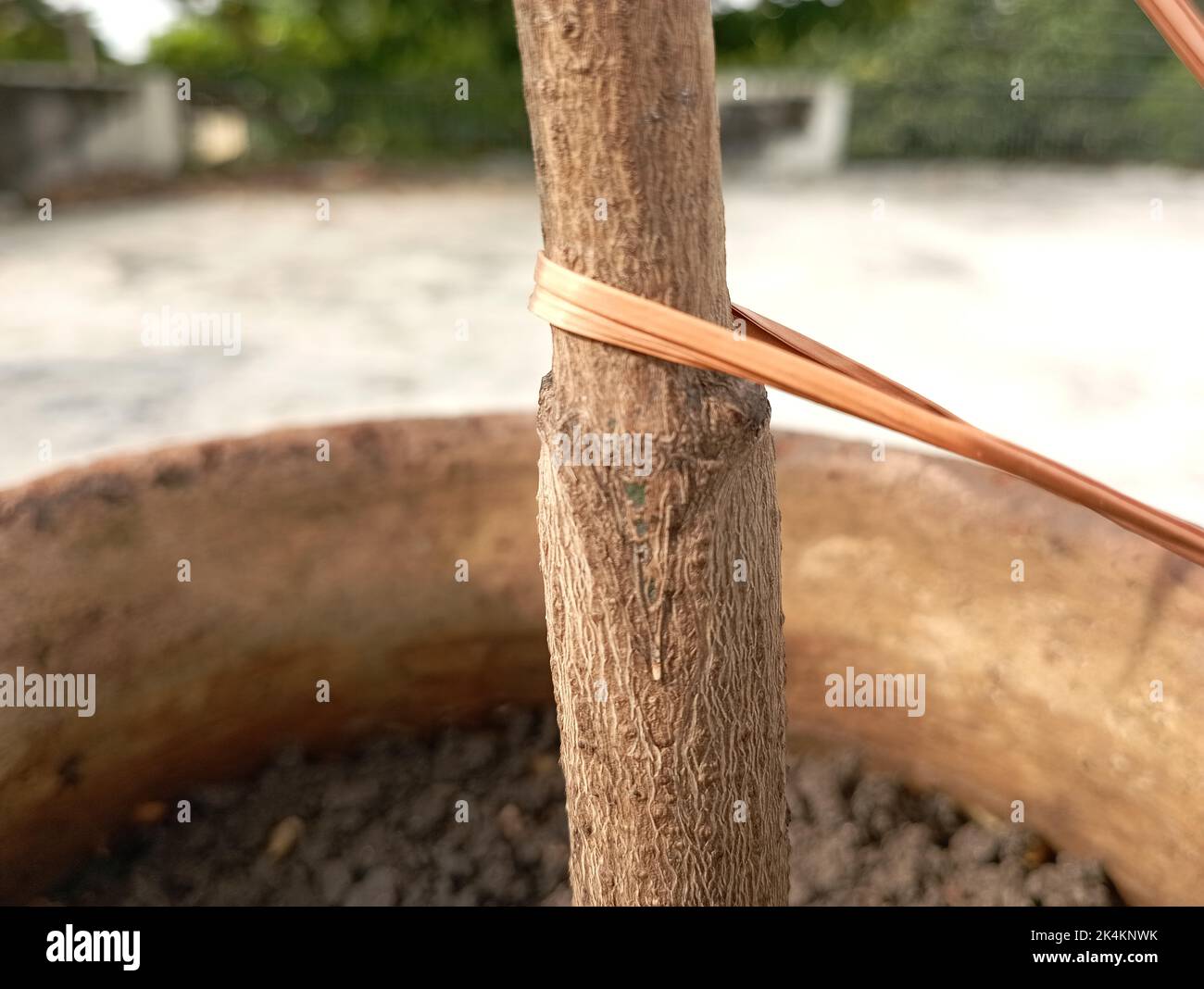 Mango plants stem on grafting, successful v grafting on mango stem ...