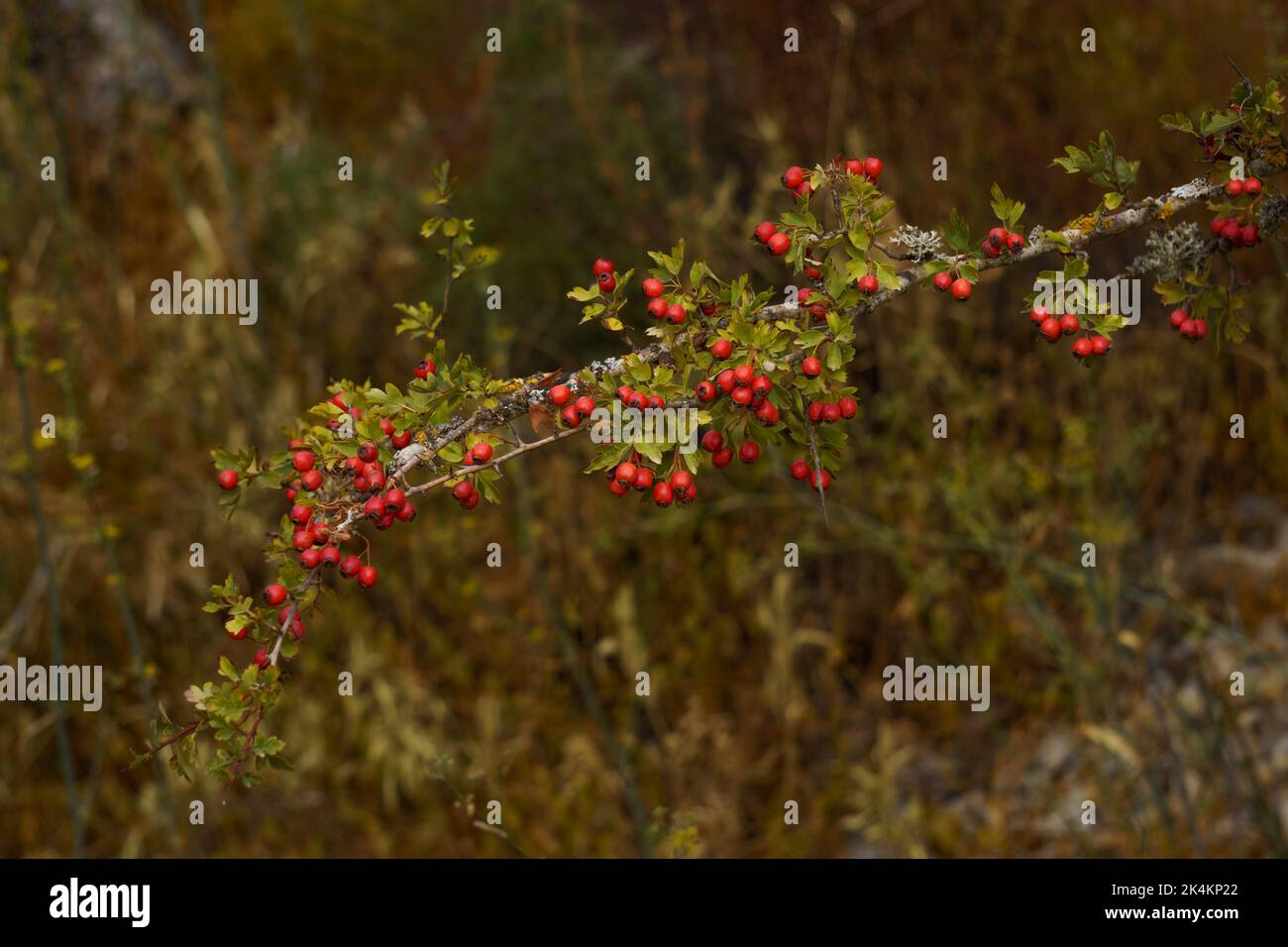 Fruit of the hawthorne tree hi-res stock photography and images - Alamy