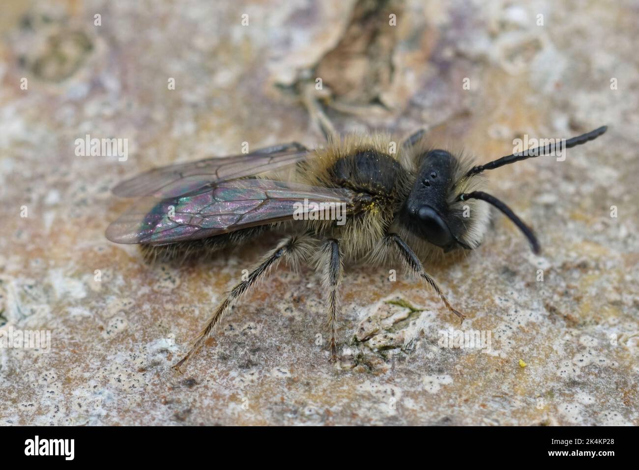 Andreena hi-res stock photography and images - Alamy