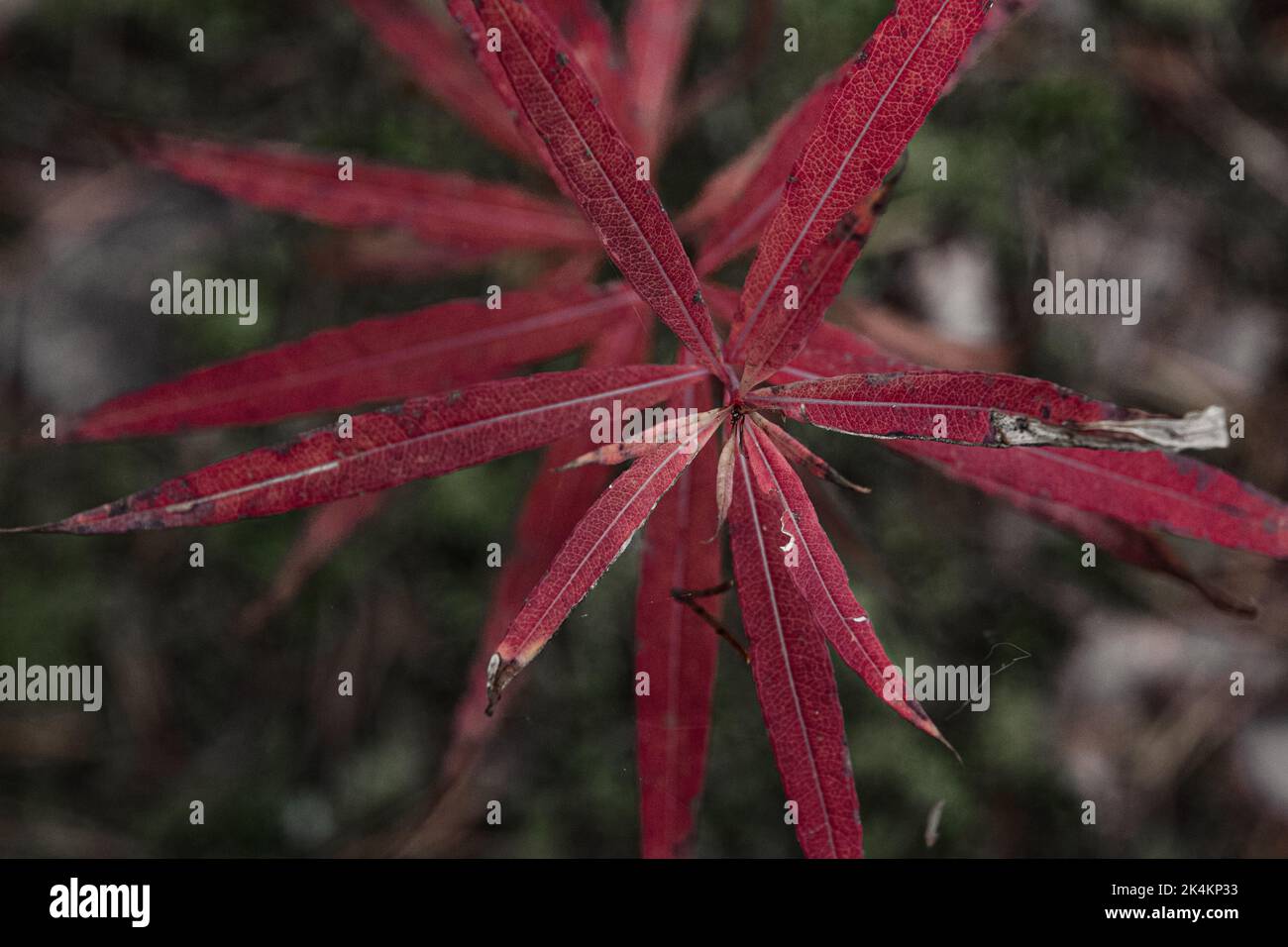 A closeup of a Chinese maple(acer-pentaphyllum Stock Photo - Alamy