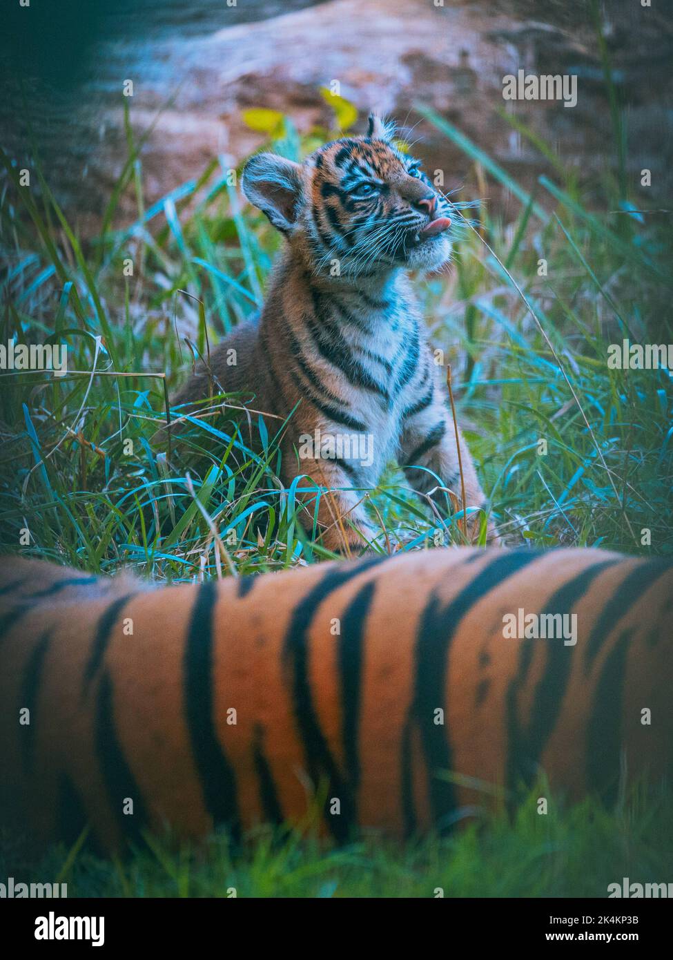 The young cub blows a raspberry, pulling faces. London Zoo, UK: THESE ...