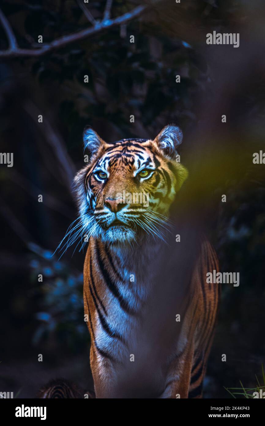 Gayasha the mother Sumatran tiger. London Zoo, UK: THESE ADORABLE ...