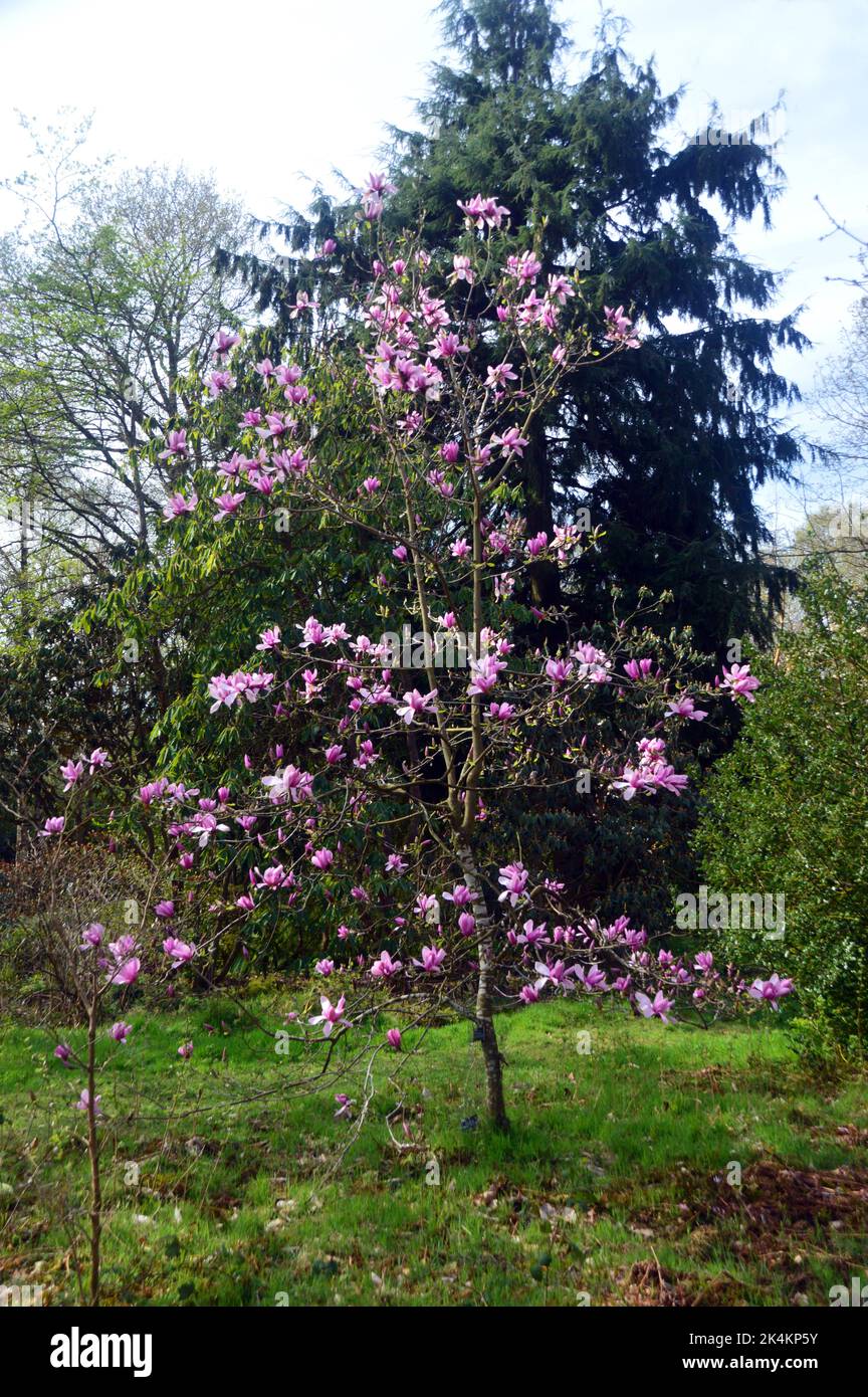 Pink Magnolia 'Caerhays Surprise' Tree in Flower at RHS Garden Harlow ...