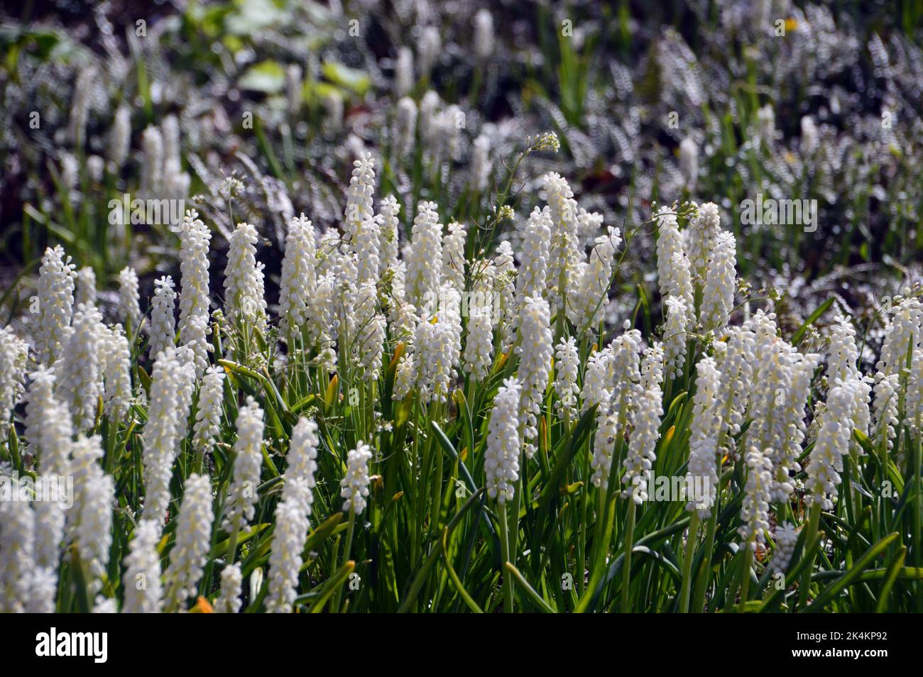 White Muscari Botryoides 'Album' (Grape Hyacinth) Flowers grown at RHS ...