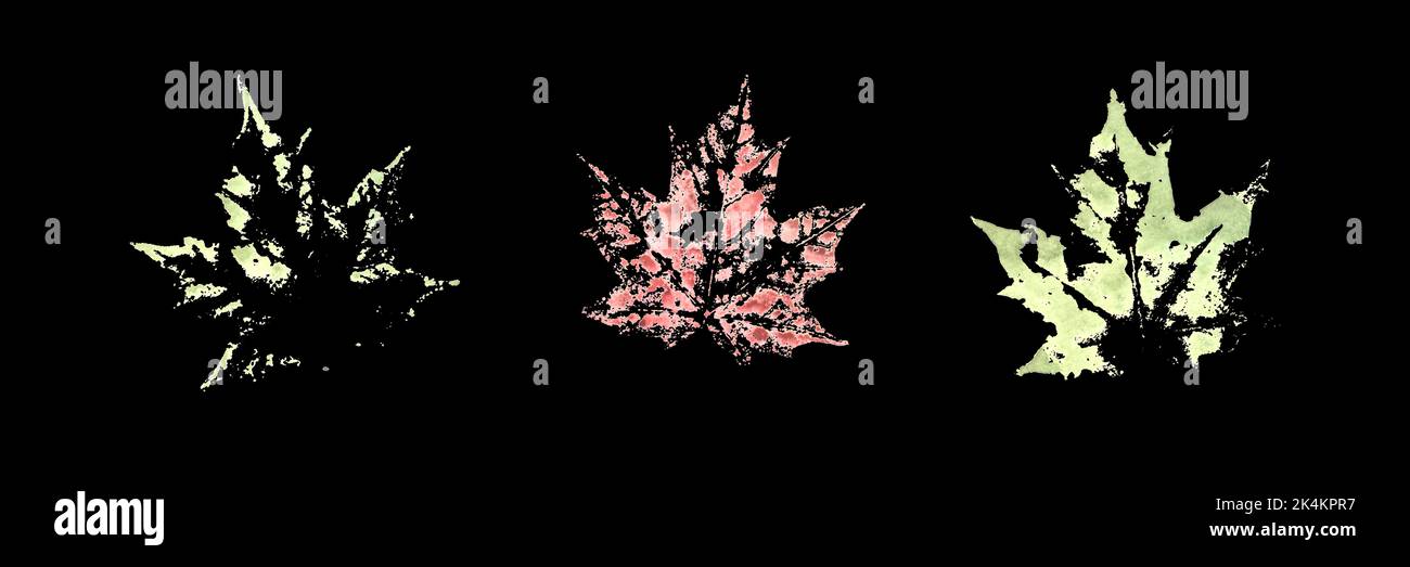 Set of three real autumn watercolor colorful maple leaf traces isolated ...