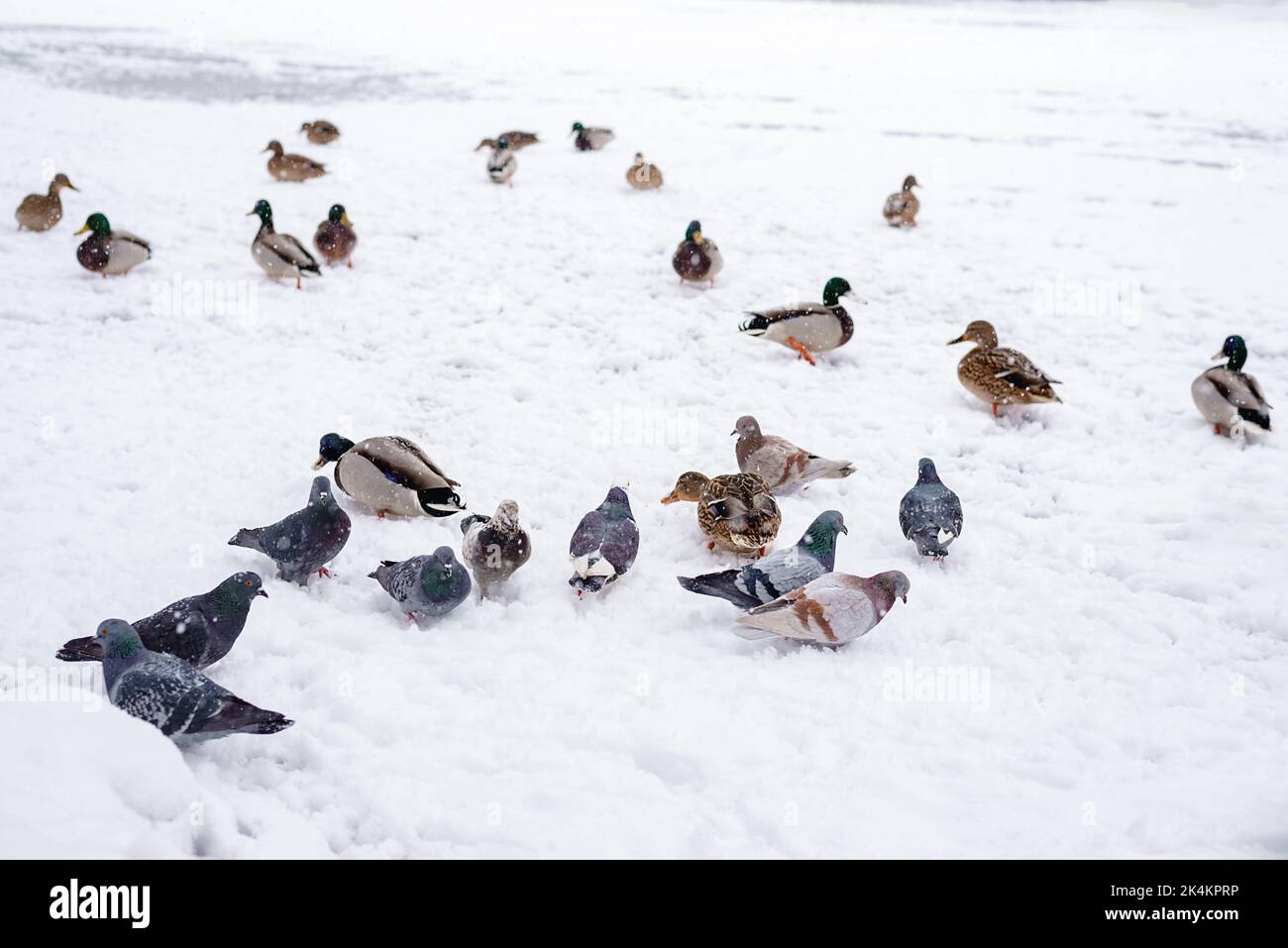 Flock of wild ducks and pigeons on frozen canal under snow. Birds in ...