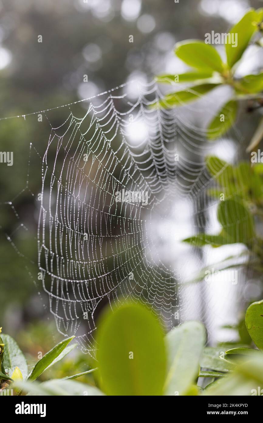 A spider web on a rhododendron bush Stock Photo - Alamy