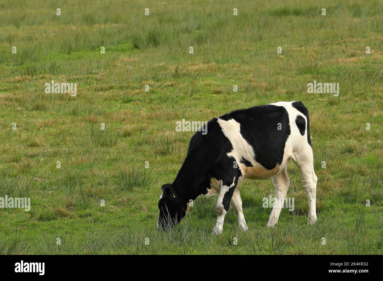 Dairy area hi-res stock photography and images - Alamy