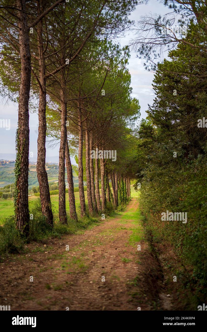 A vertical shot of a straight dirt road lined with trees and vegetation ...