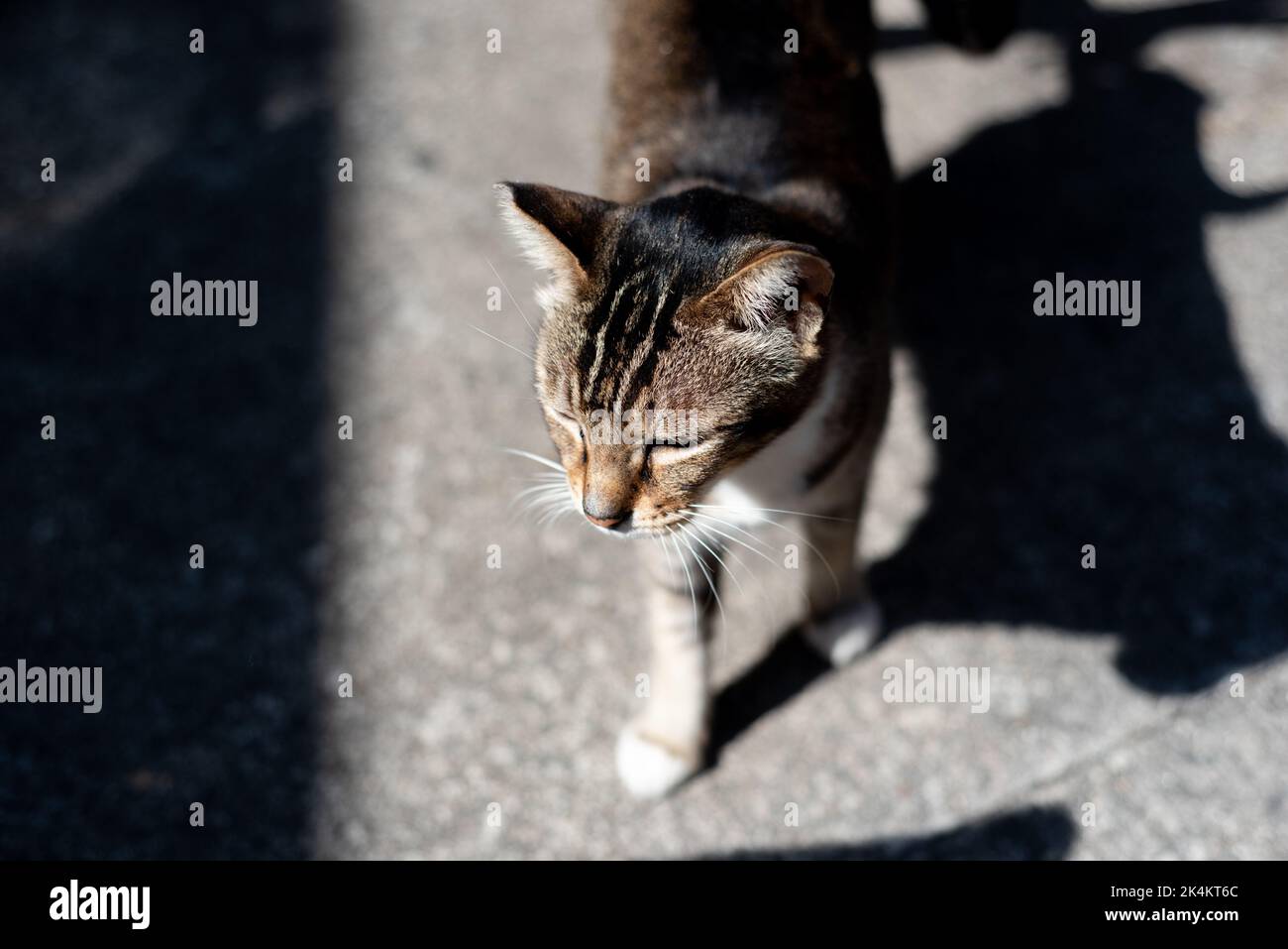A grey cat walking with its shadow on the ground Stock Photo - Alamy