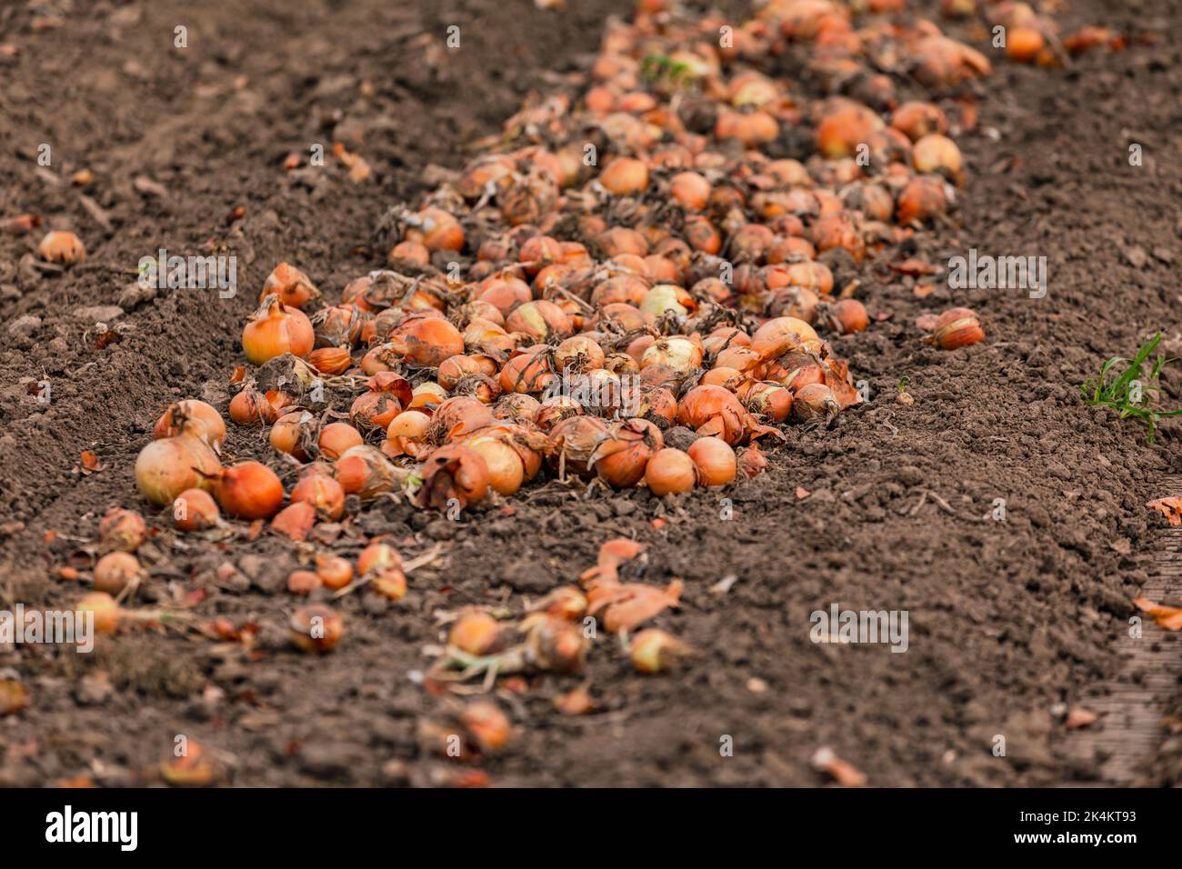 Onions in an onion field are lined up to be collected, Europe Stock ...