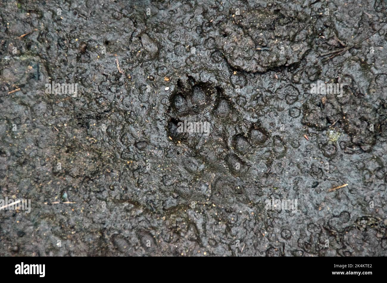 Dog prints in mud hi-res stock photography and images - Alamy