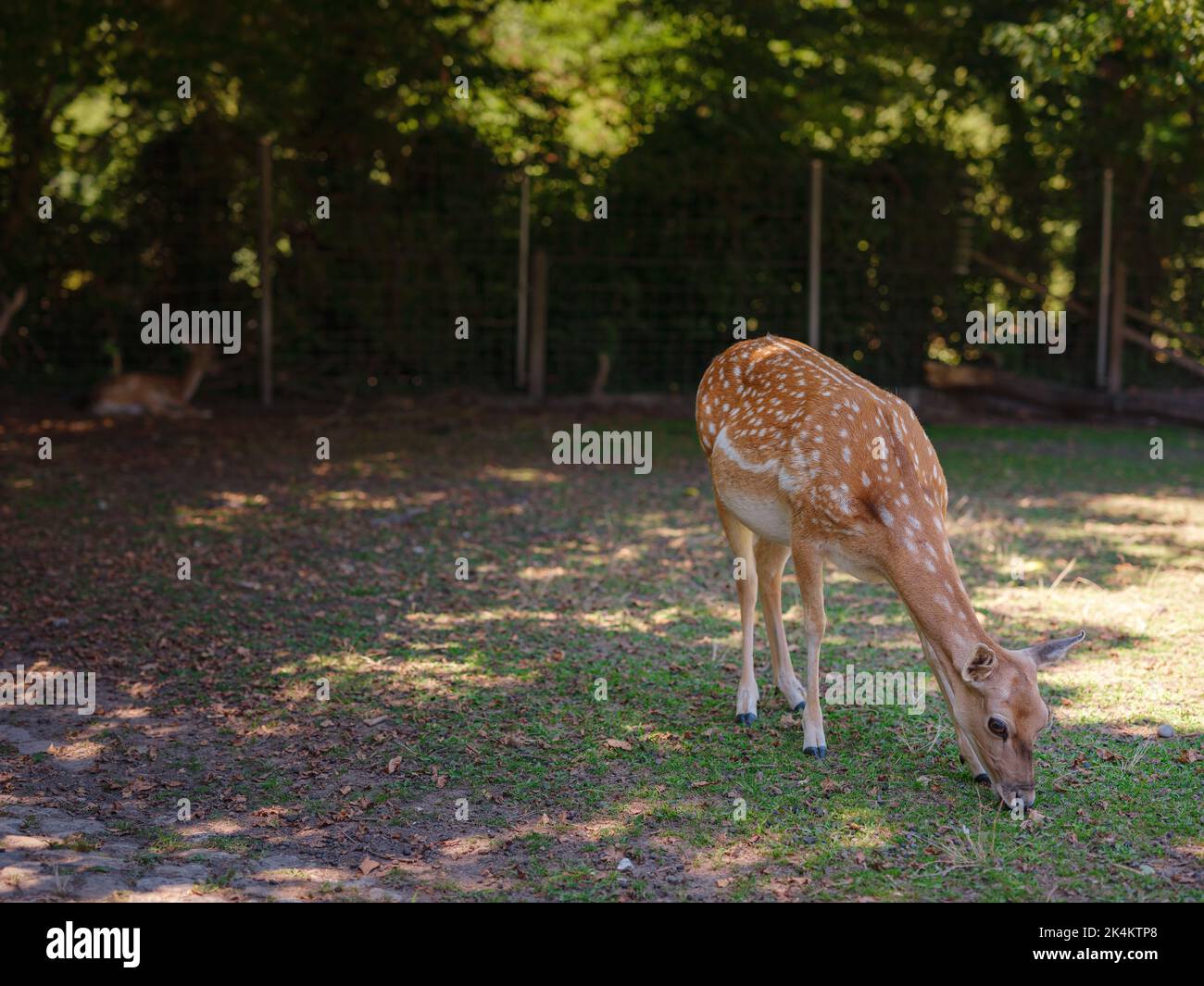 small Zoo Lange Erlen or Erlen-Verein Basel. Free zoo founded in 1871 ...