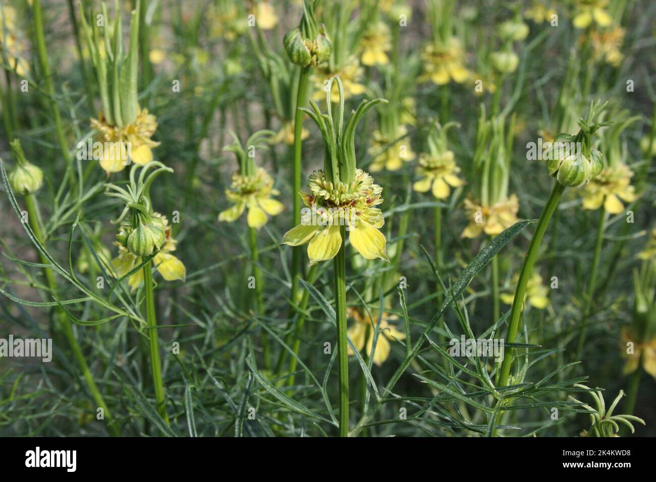 Love-in-a-Mist(Nigella orientalis 'Transformer') flowers Stock Photo ...
