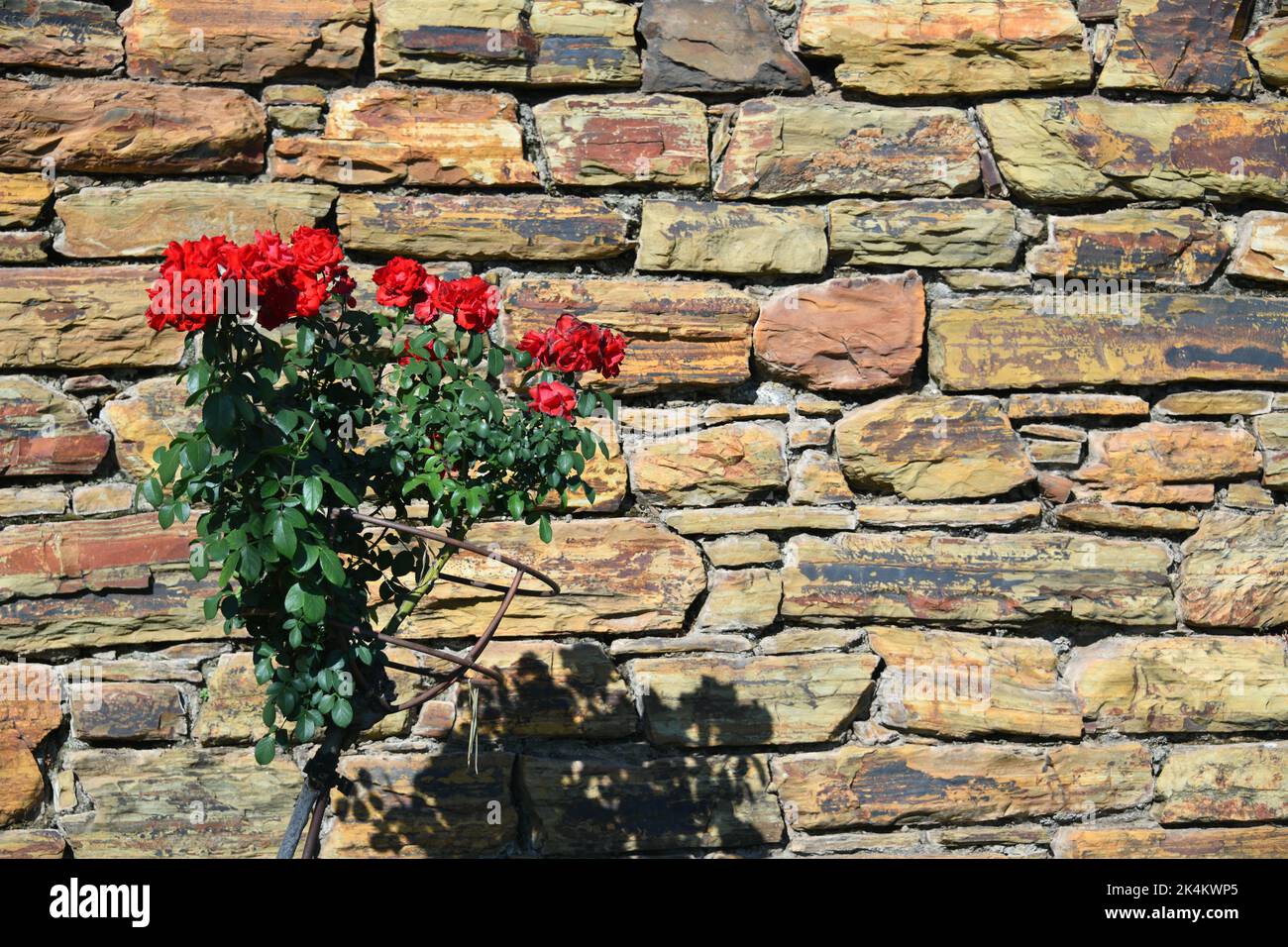 Rough rose bush hi-res stock photography and images - Alamy