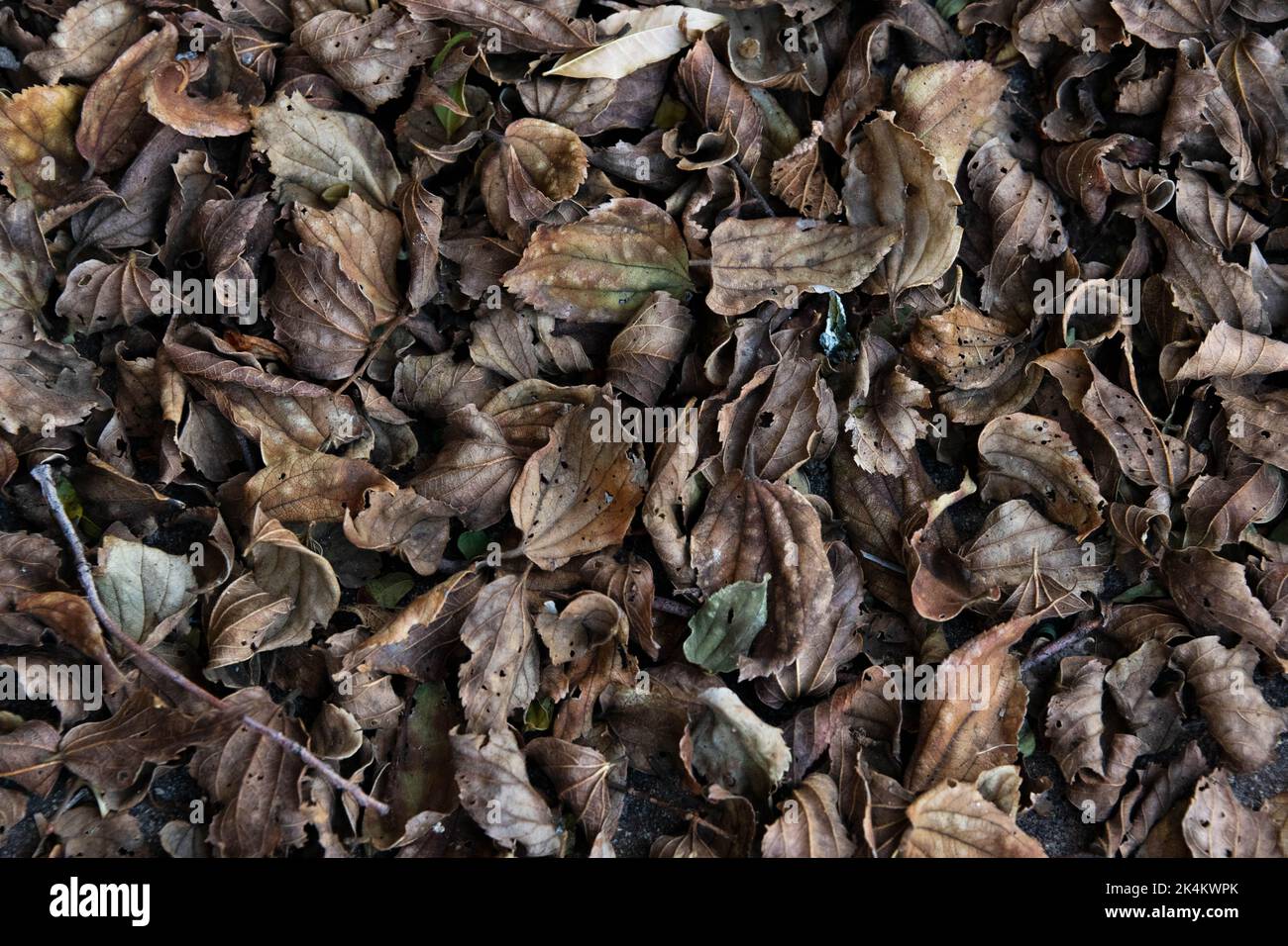 Dry leaves background texture Stock Photo - Alamy