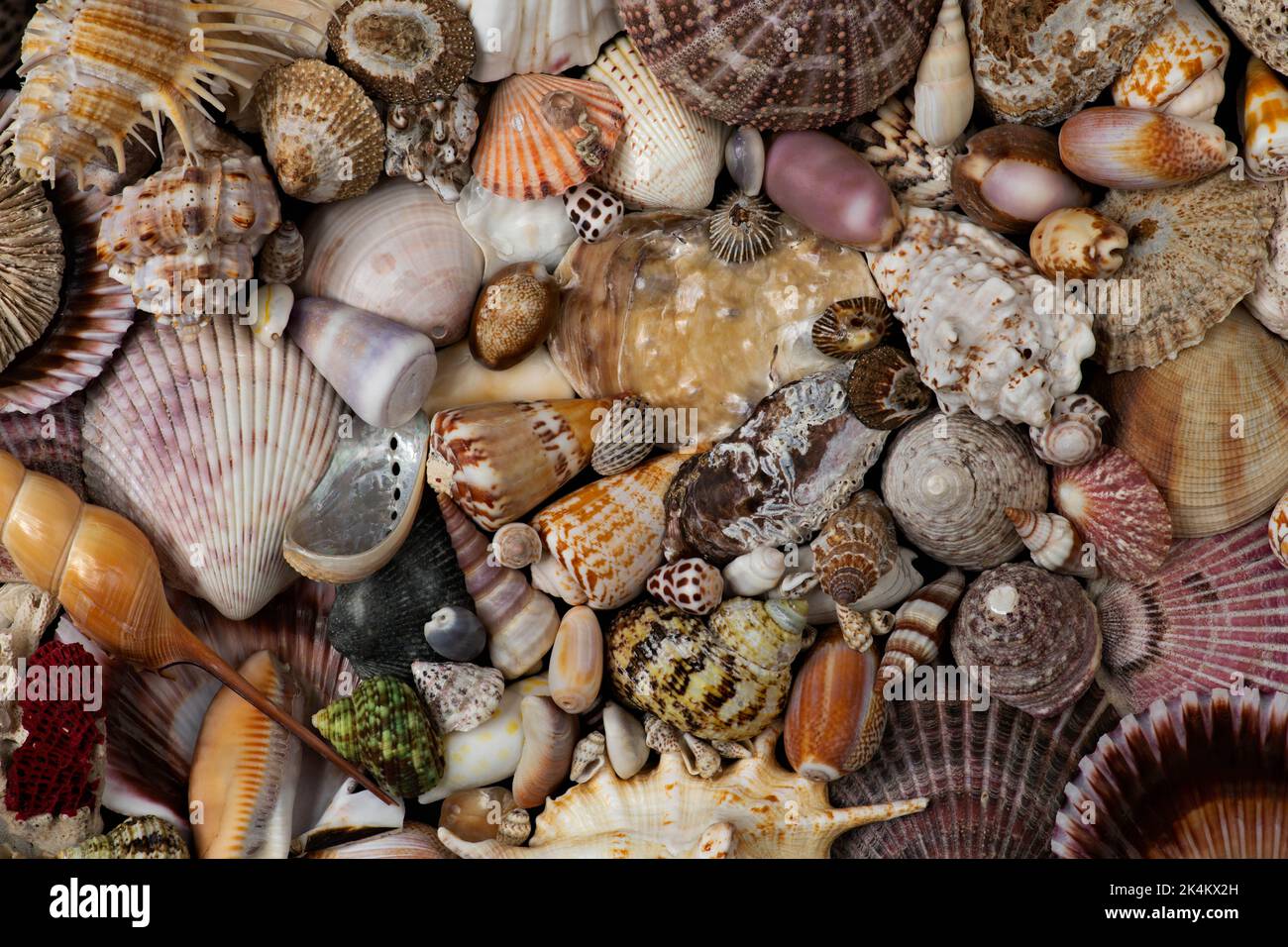 Colourful seashell background Stock Photo - Alamy