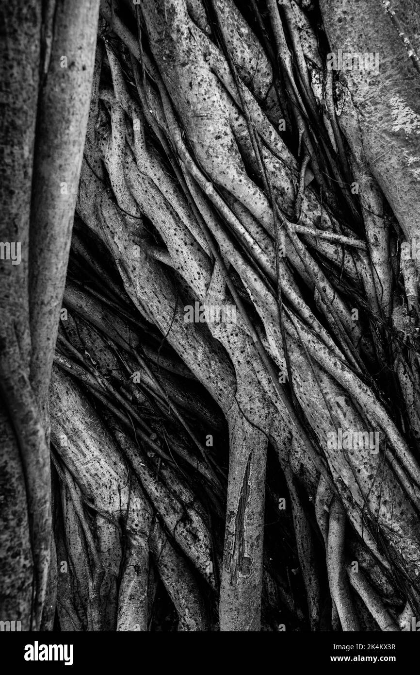 Mangled creepers on an old tree Stock Photo - Alamy