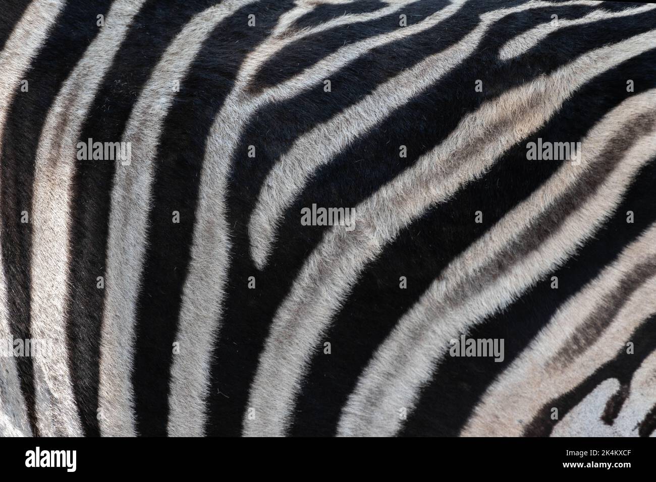 Zebra skin background texture Stock Photo - Alamy