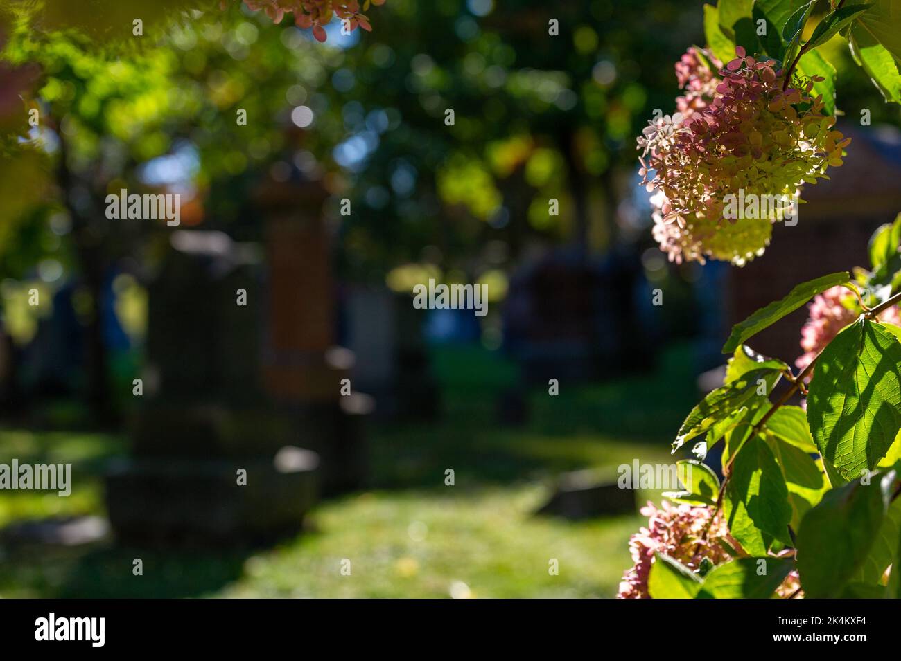 Beechwood Cemetery, National Cemetery of Canada during the fall season ...