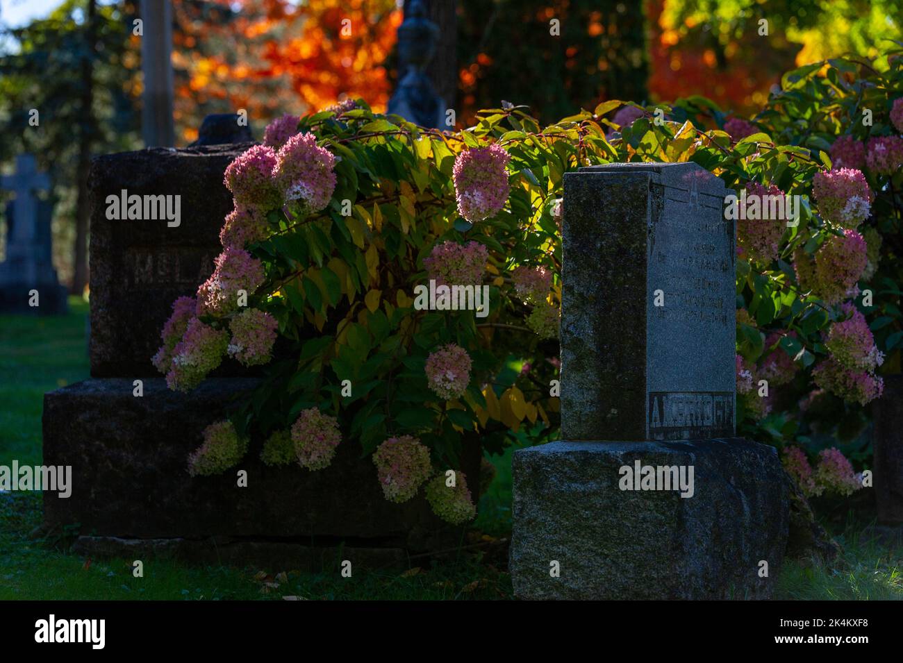 Beechwood Cemetery, National Cemetery of Canada during the fall season ...
