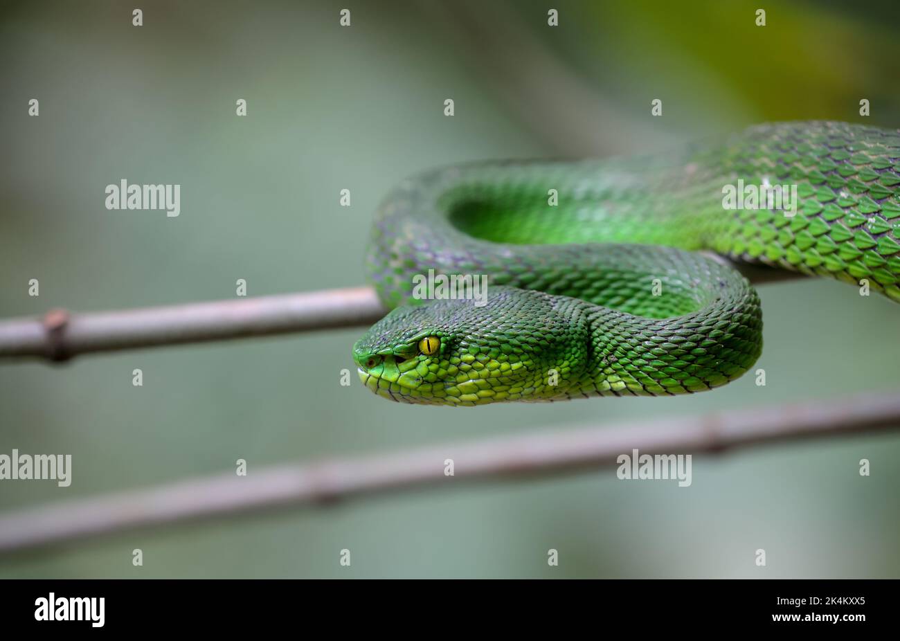 Green pit viper snake hi-res stock photography and images - Alamy