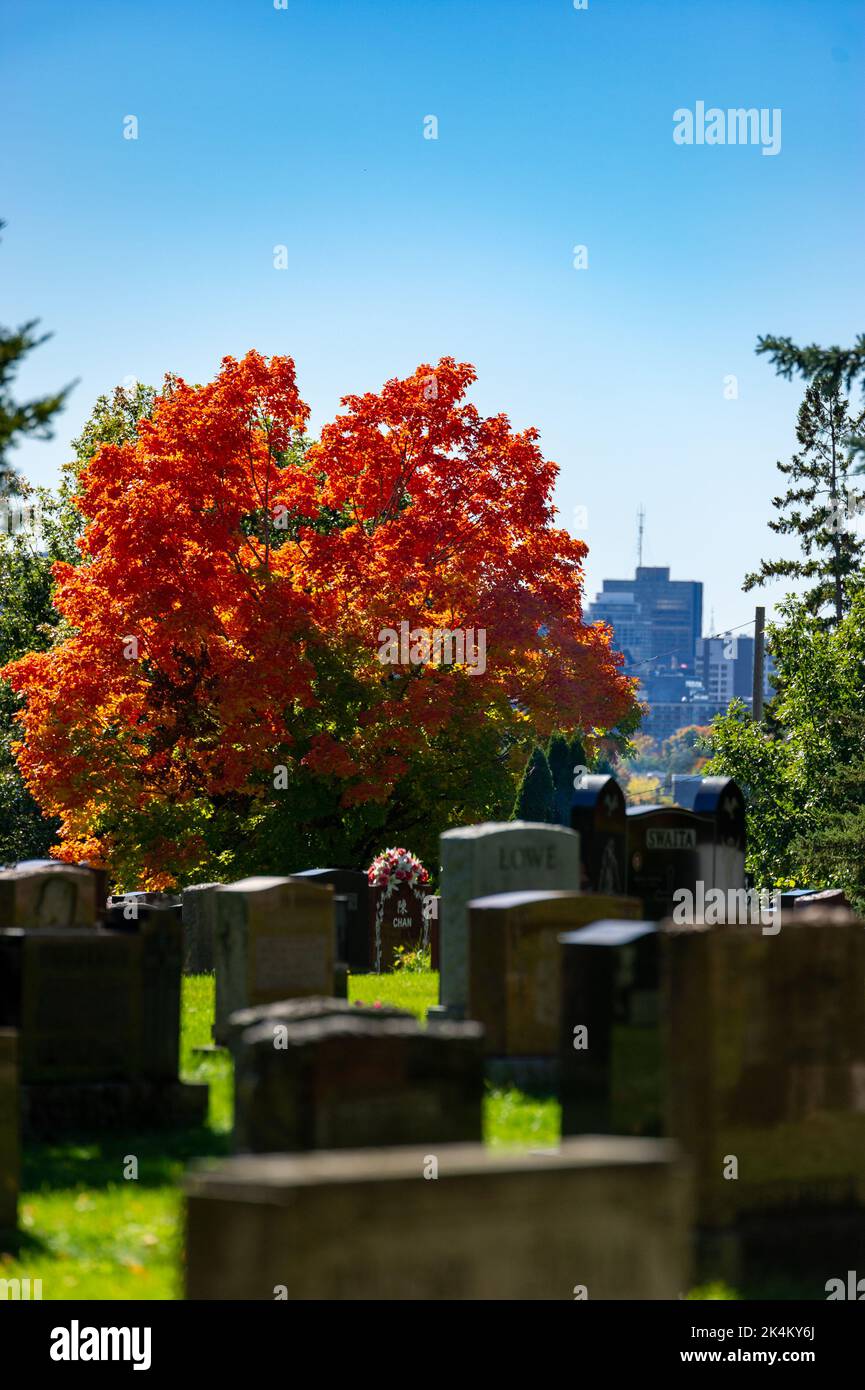 Beechwood Cemetery, National Cemetery of Canada during the fall season ...