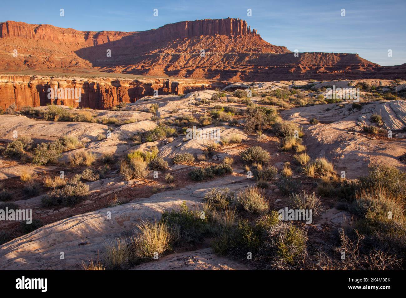 Desert vegetation and White Rim Sandstone on the White Rim Trail in ...
