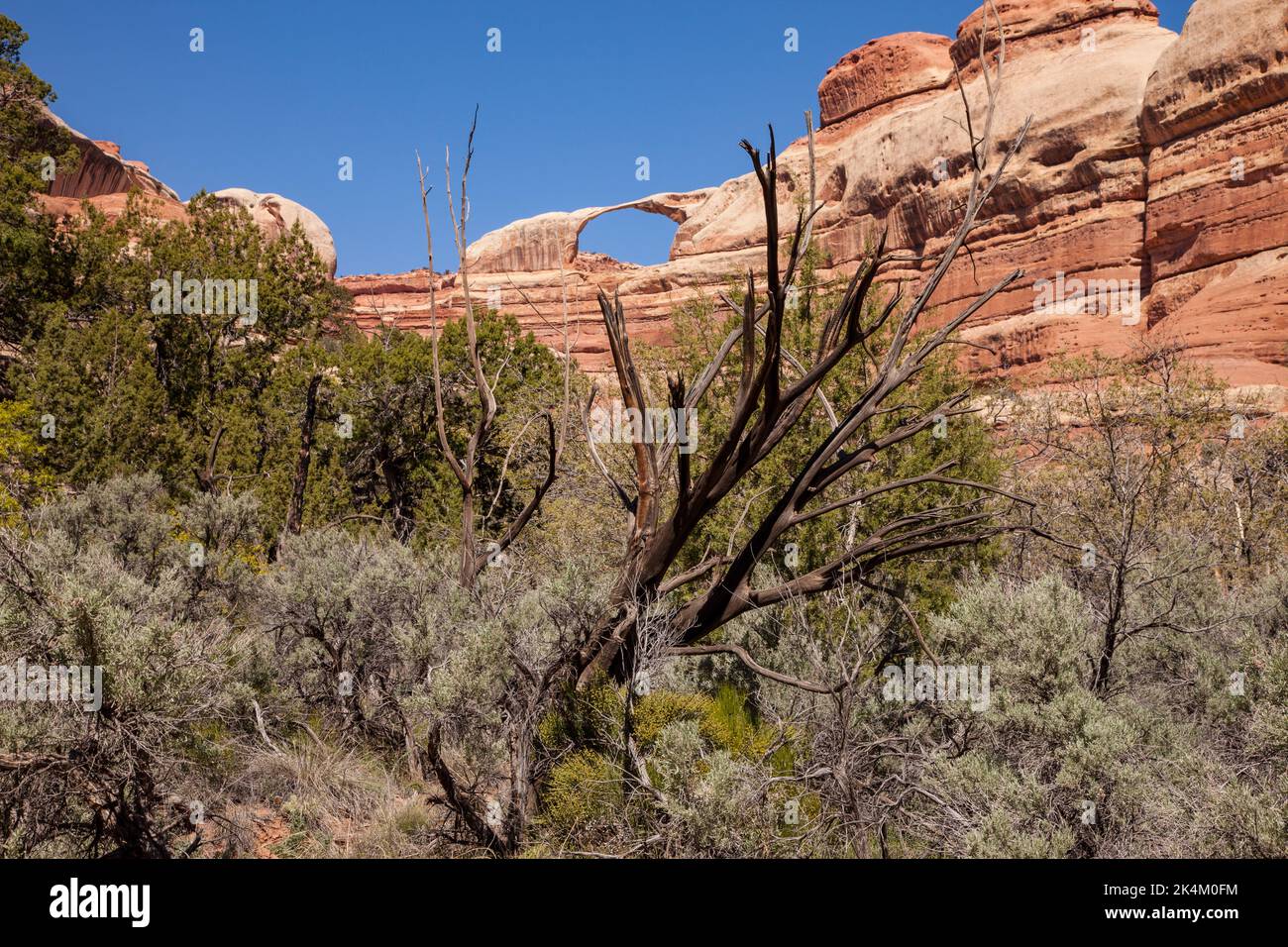 Castle Arch on a Cedar Mesa sandstone fin in Horse Canyon in the ...