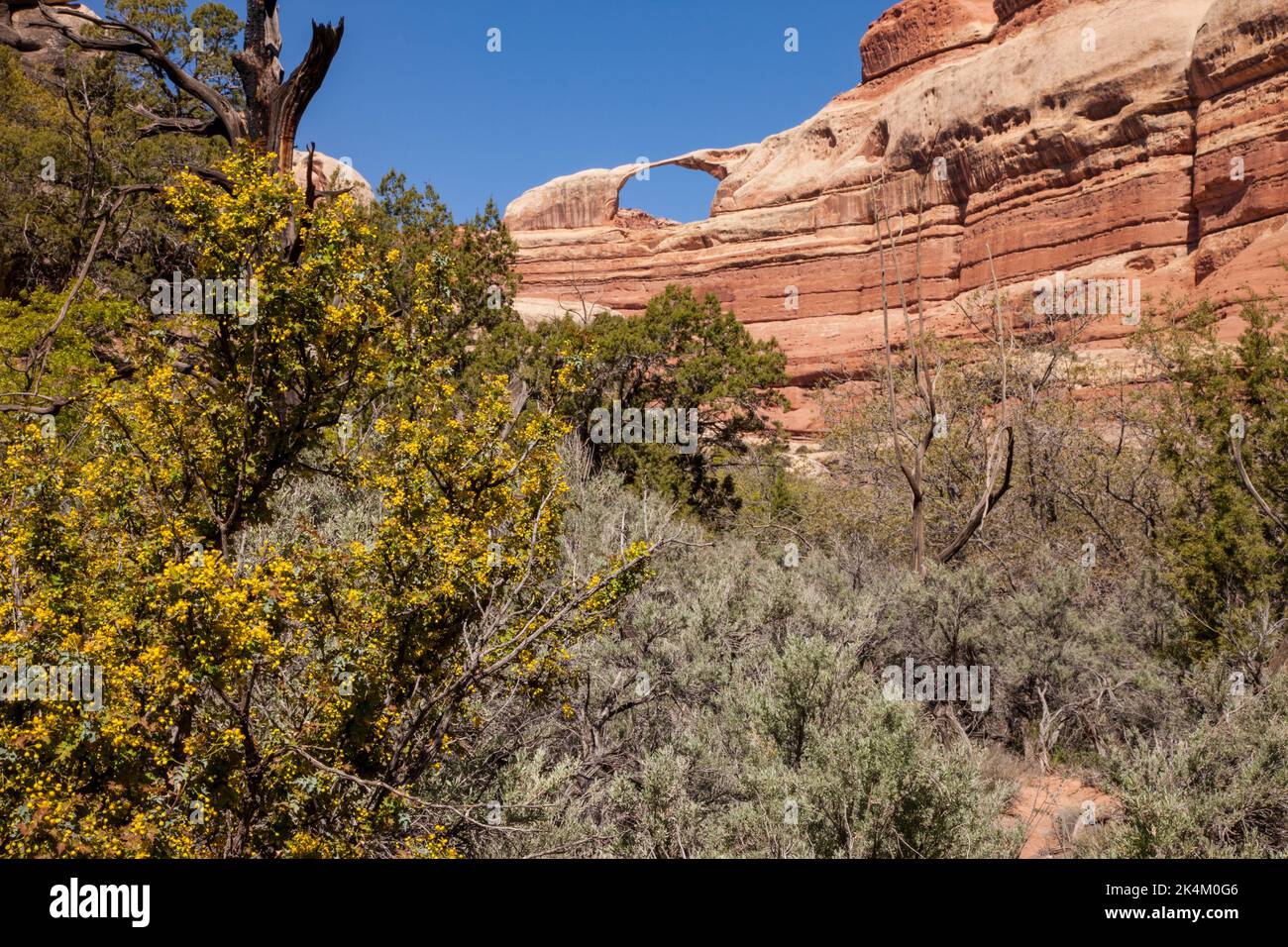 Fremont's Mahonia & Castle Arch on a sandstone fin in Horse Canyon in ...