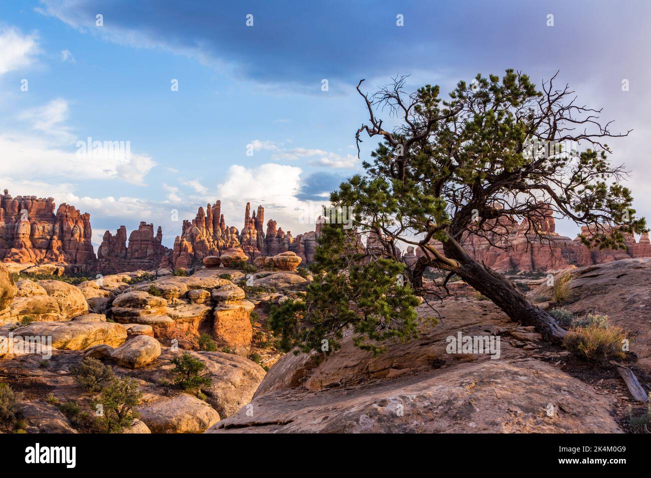 A pinyon pine tree in Cedar Mesa sandstone rock formations, Devil's ...