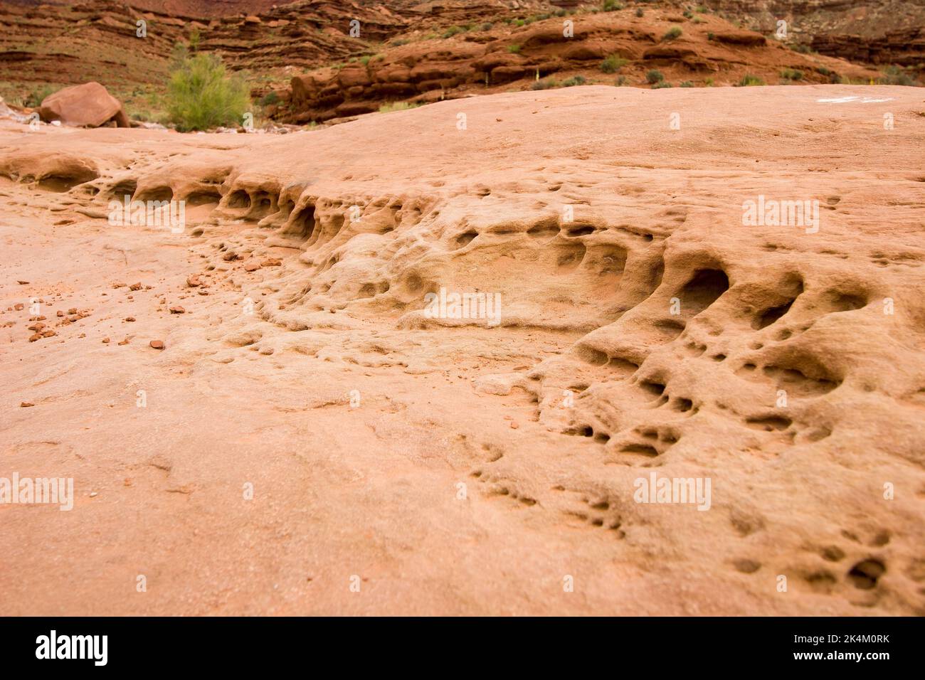 Tafoni or rock lace erosion patterns in White Rim sandstone on the ...