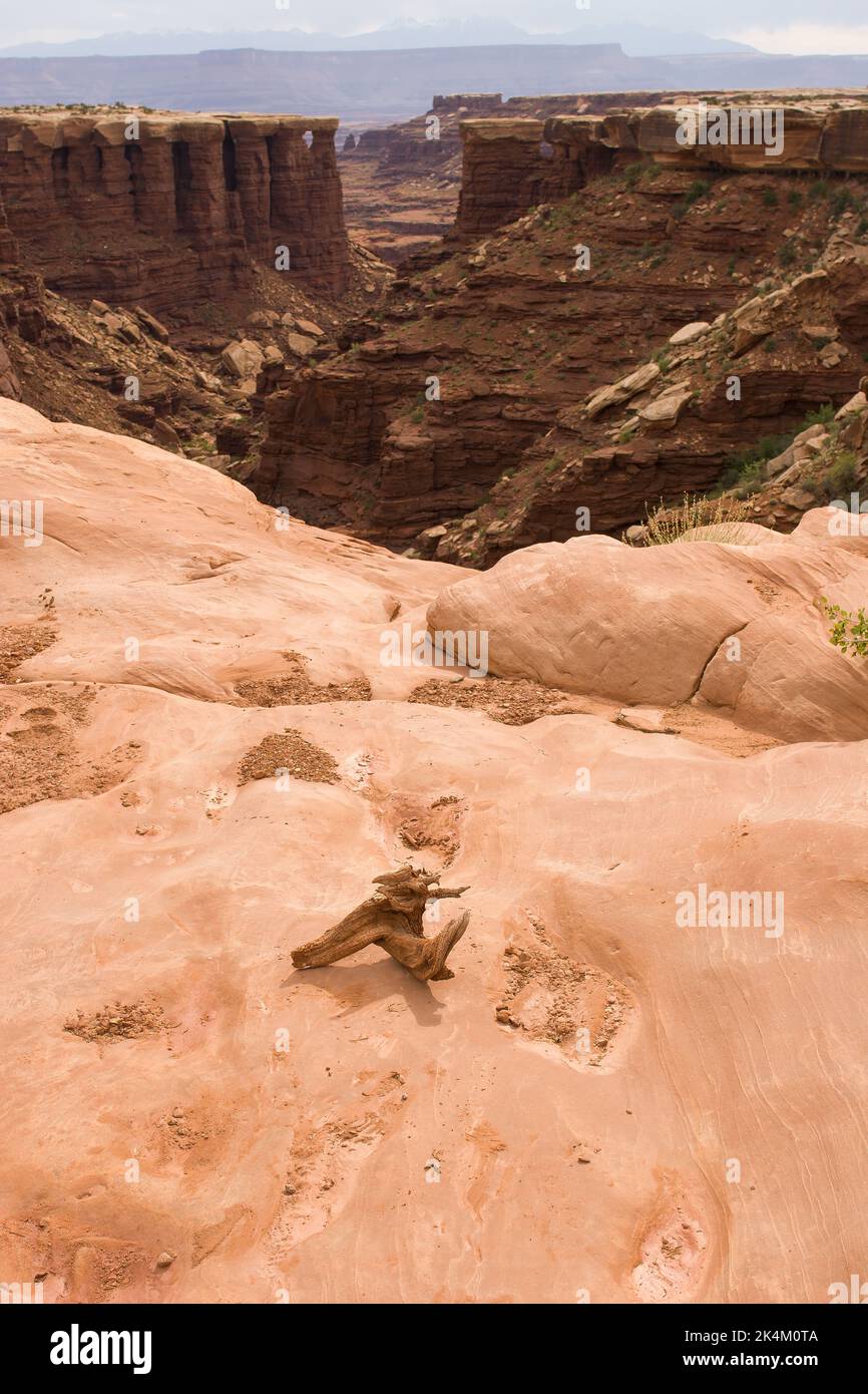 Organ Rock shale hoodoos with White Rim sandstone caps, Monument Basin ...