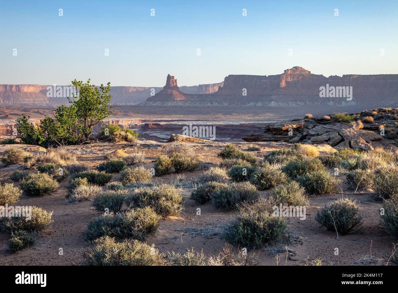 Blackbrush in front of the Candlestick Tower, a Wingate sandstone ...