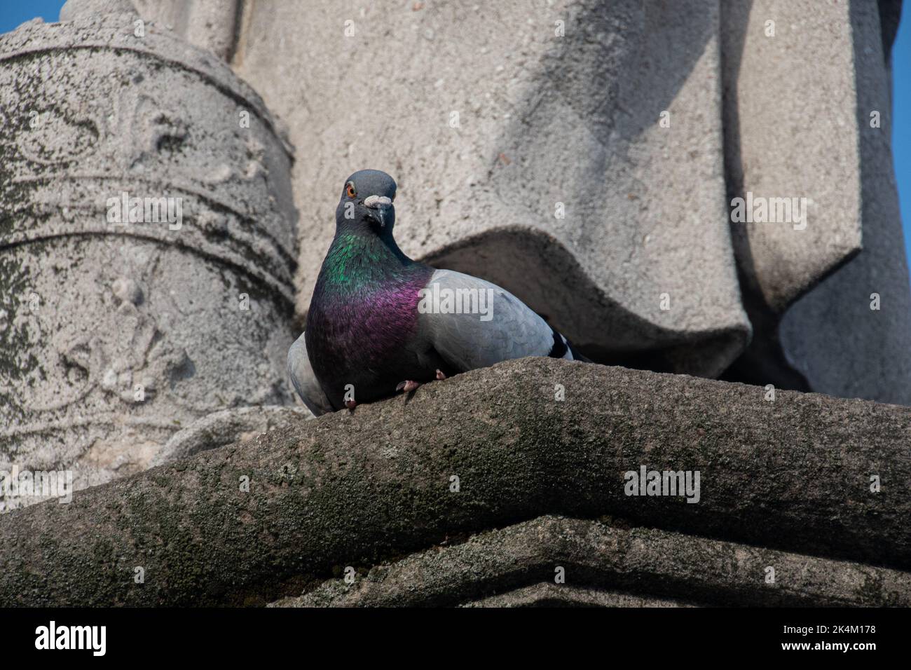 Blue pigeon under roof hi-res stock photography and images - Alamy