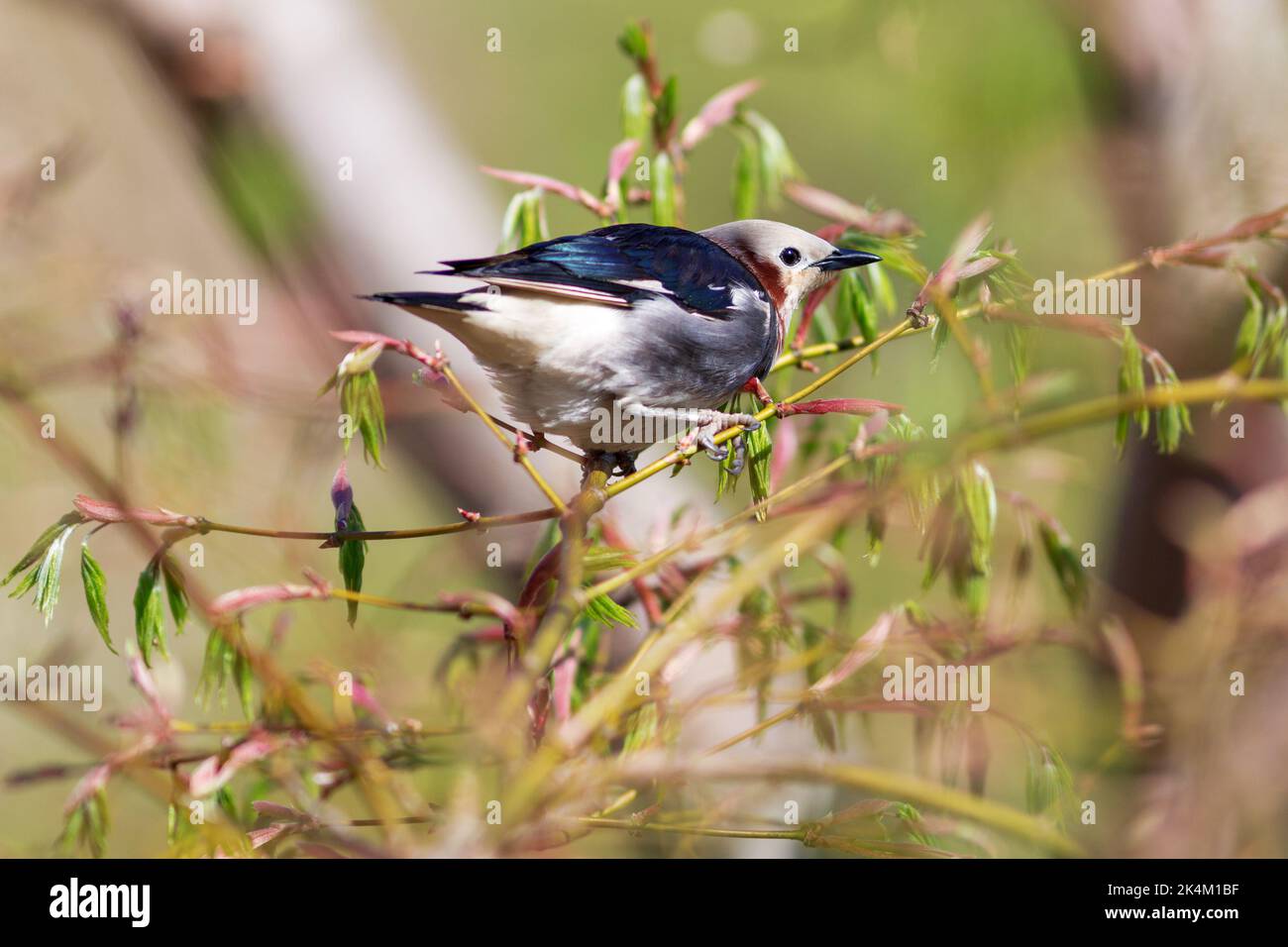 Bird peering hi-res stock photography and images - Alamy