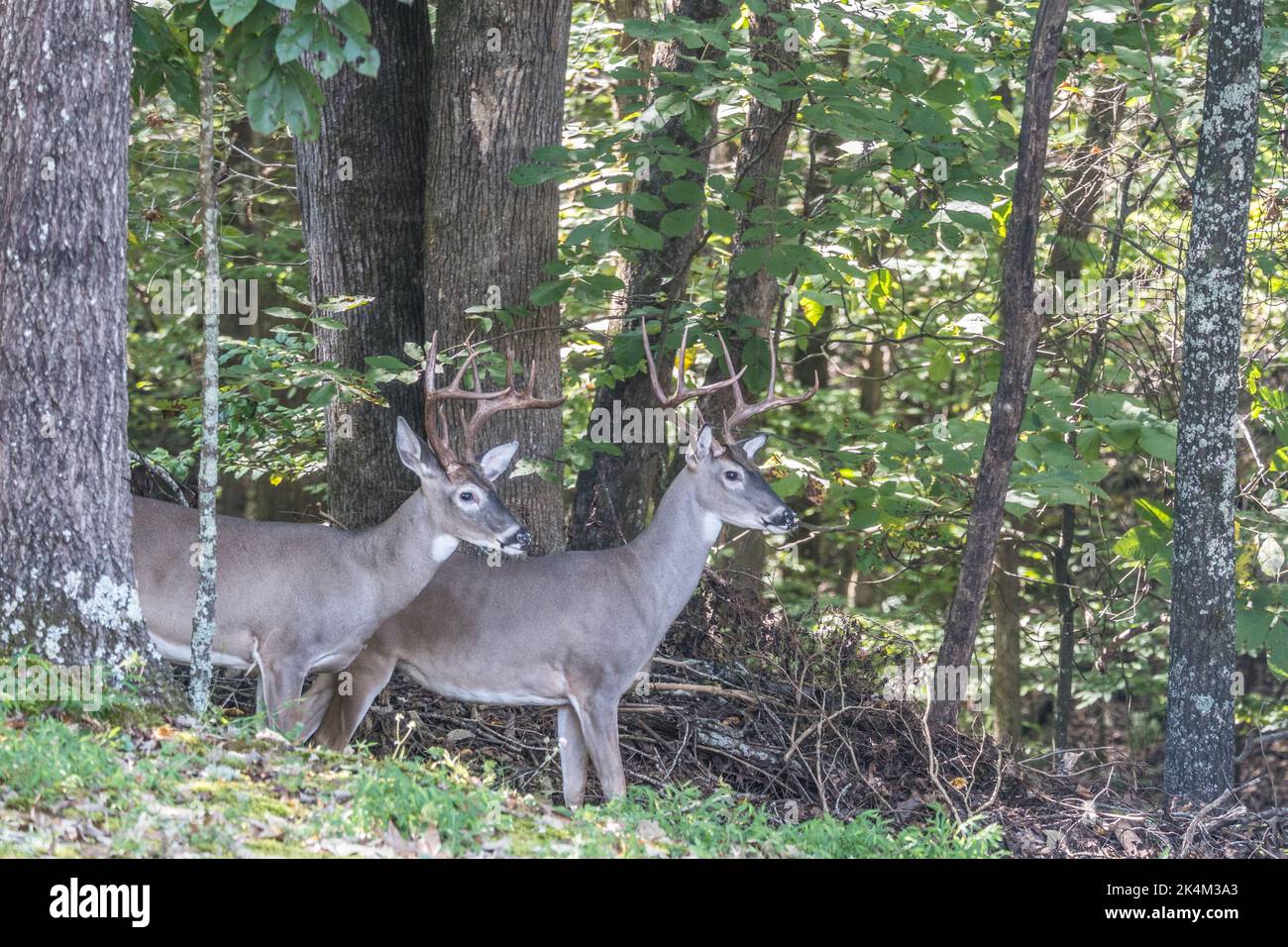 Partial profile view of two mature bucks standing together very alert ...
