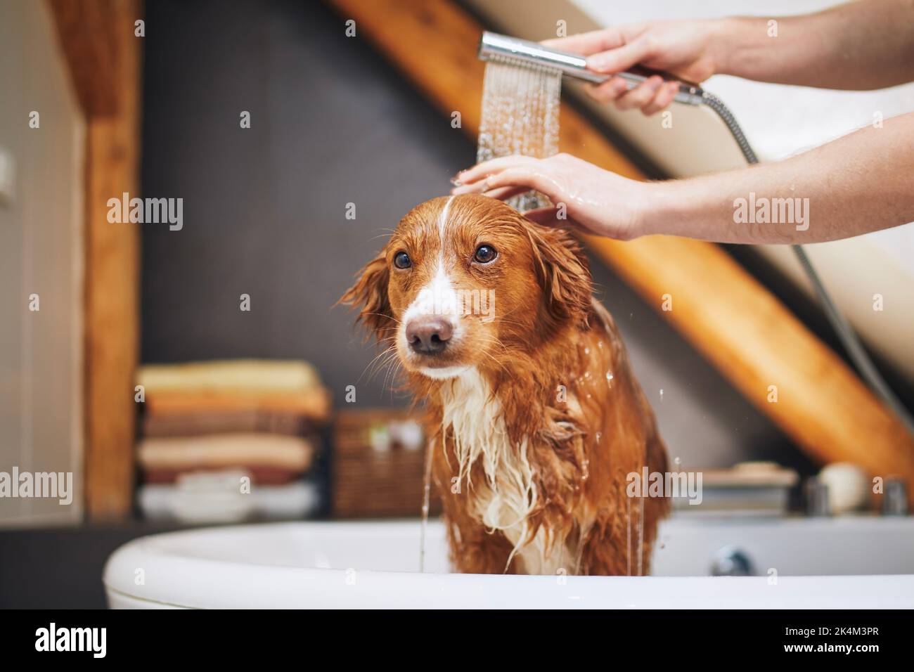 Dog taking bath at domestic bathroom. Showering of Nova Scotia Duck ...